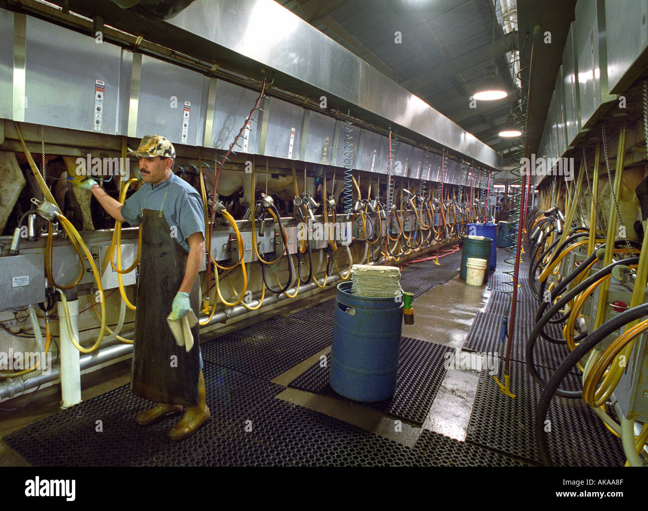 Milking the cow hi-res stock photography and images - Alamy