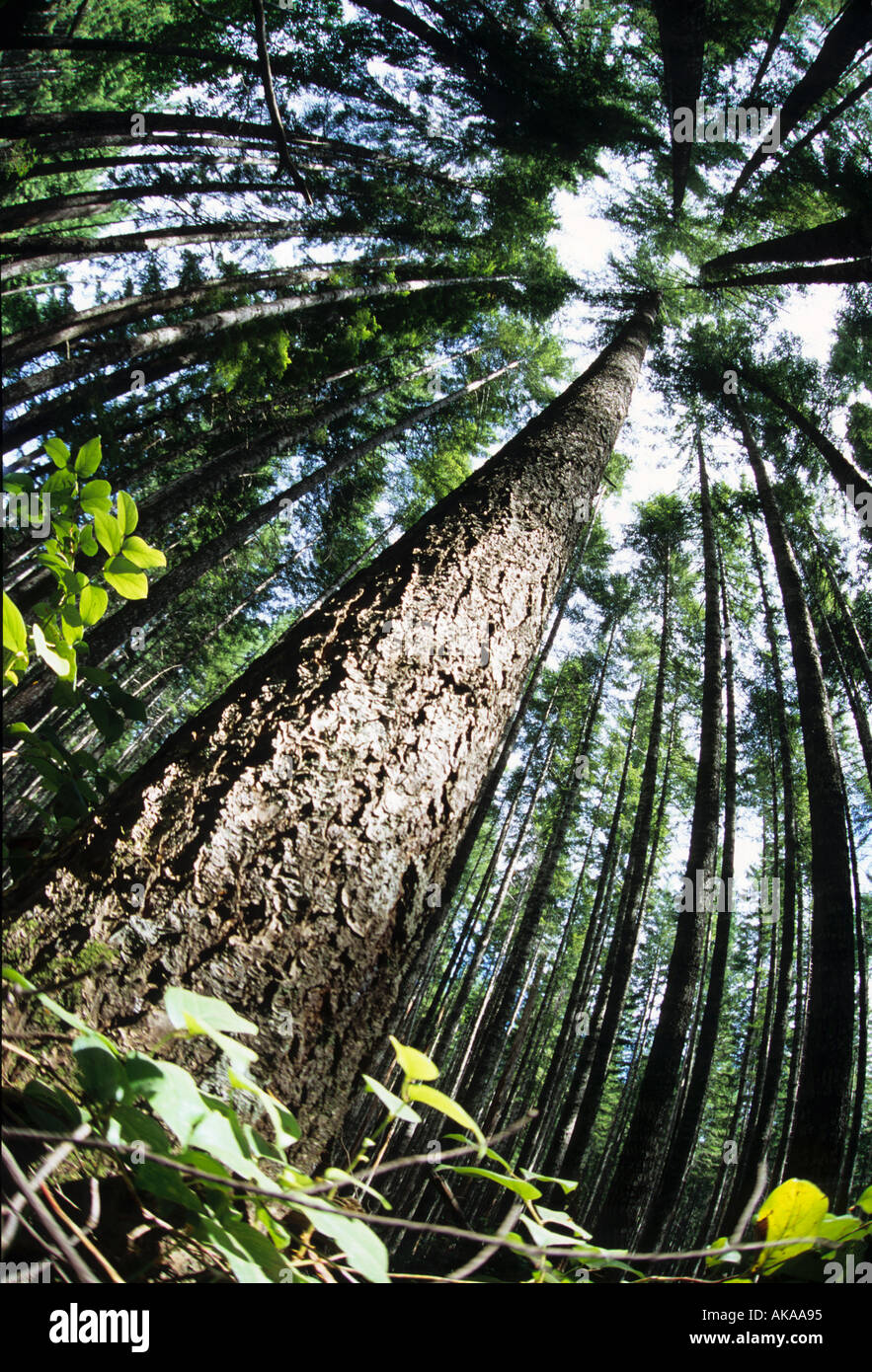 forest hi-res stock photography and images - Alamy