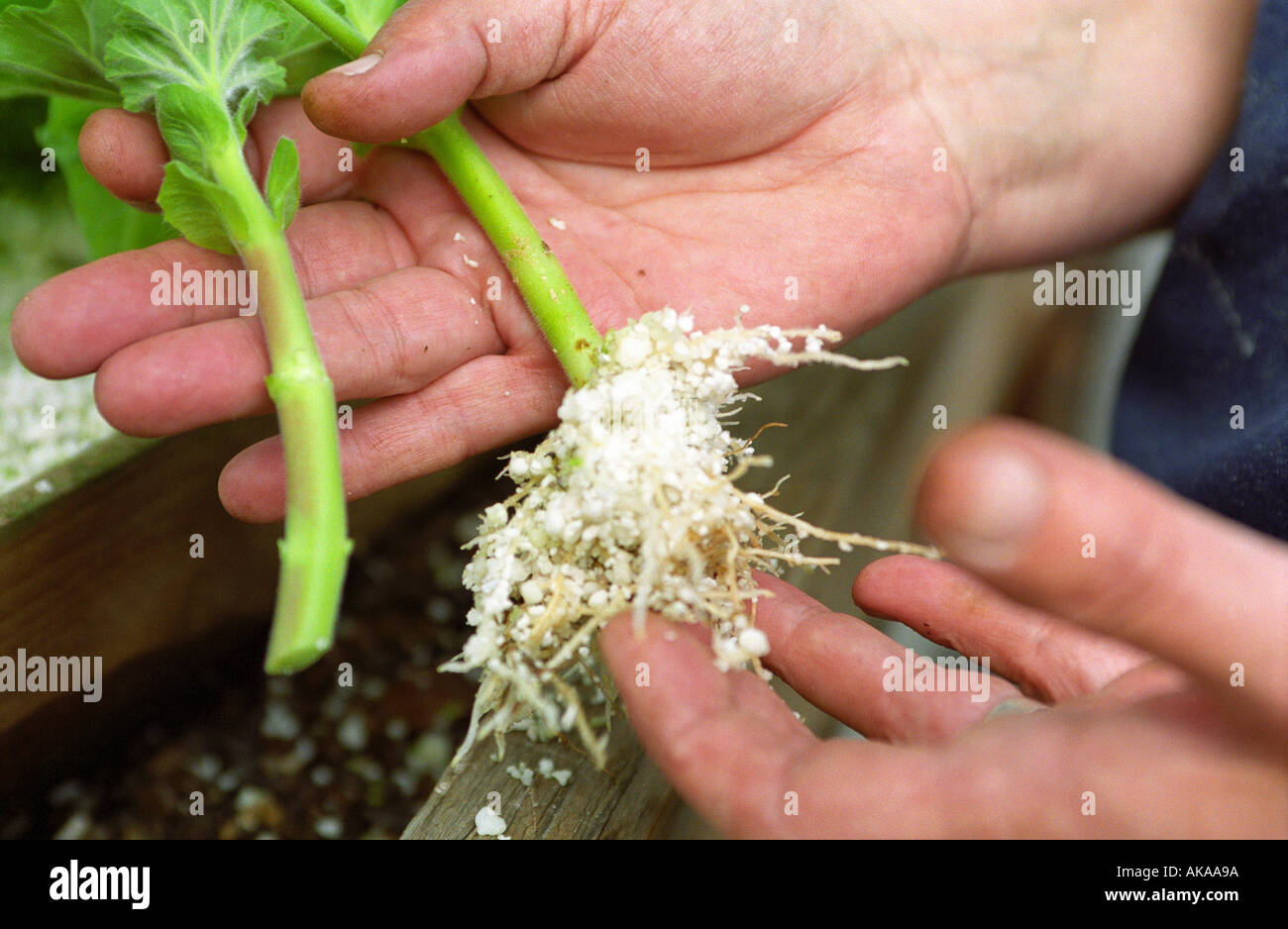 Petunia starts showing before and after roots are formed Stock Photo ...