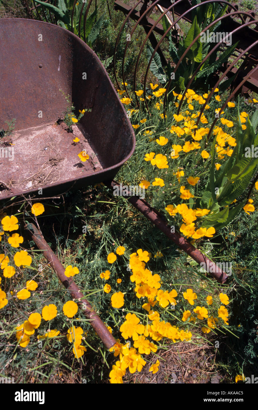 Poppies growing by rusty old wheelbarrow Stock Photo - Alamy