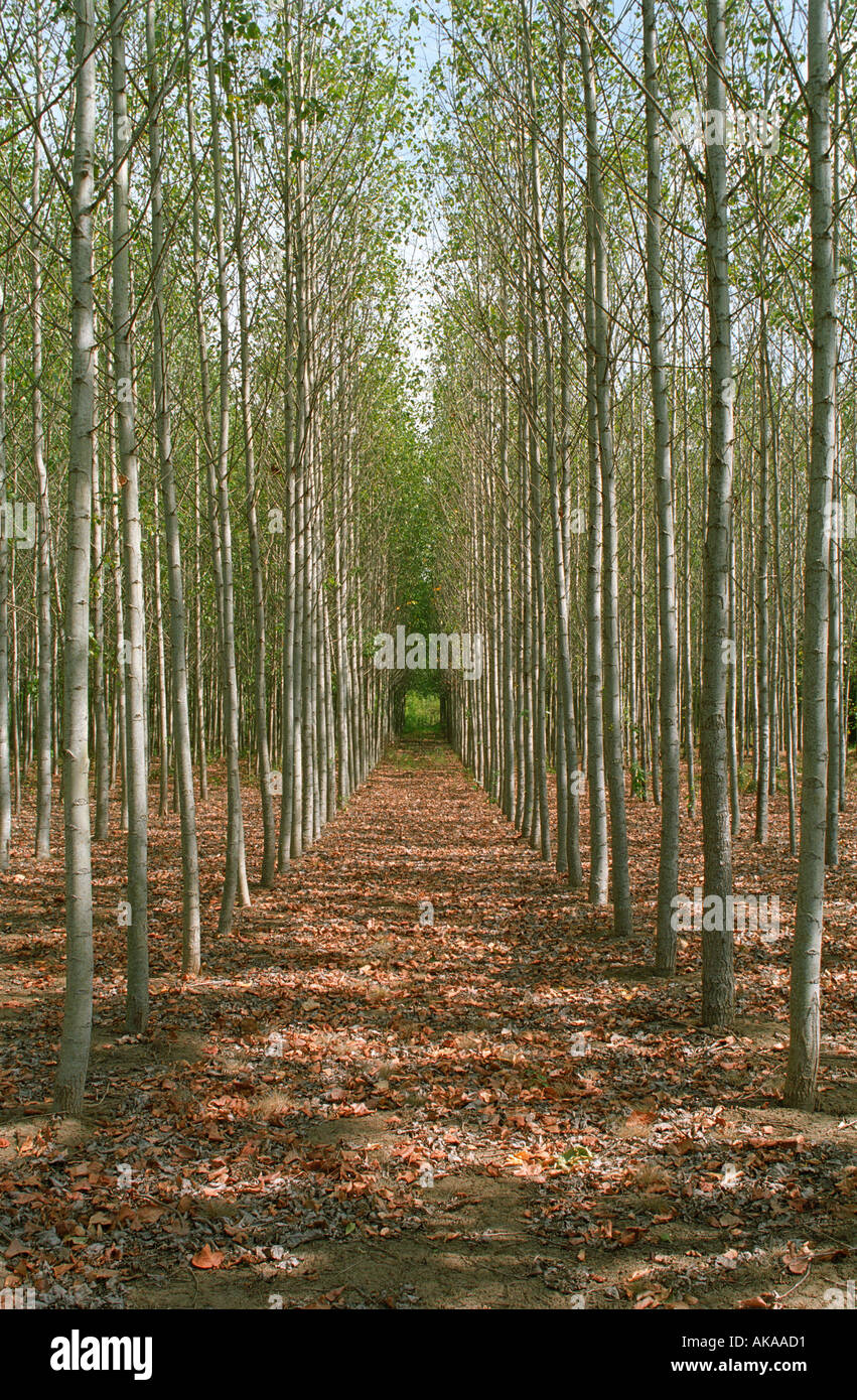 Rows of trees Stock Photo - Alamy