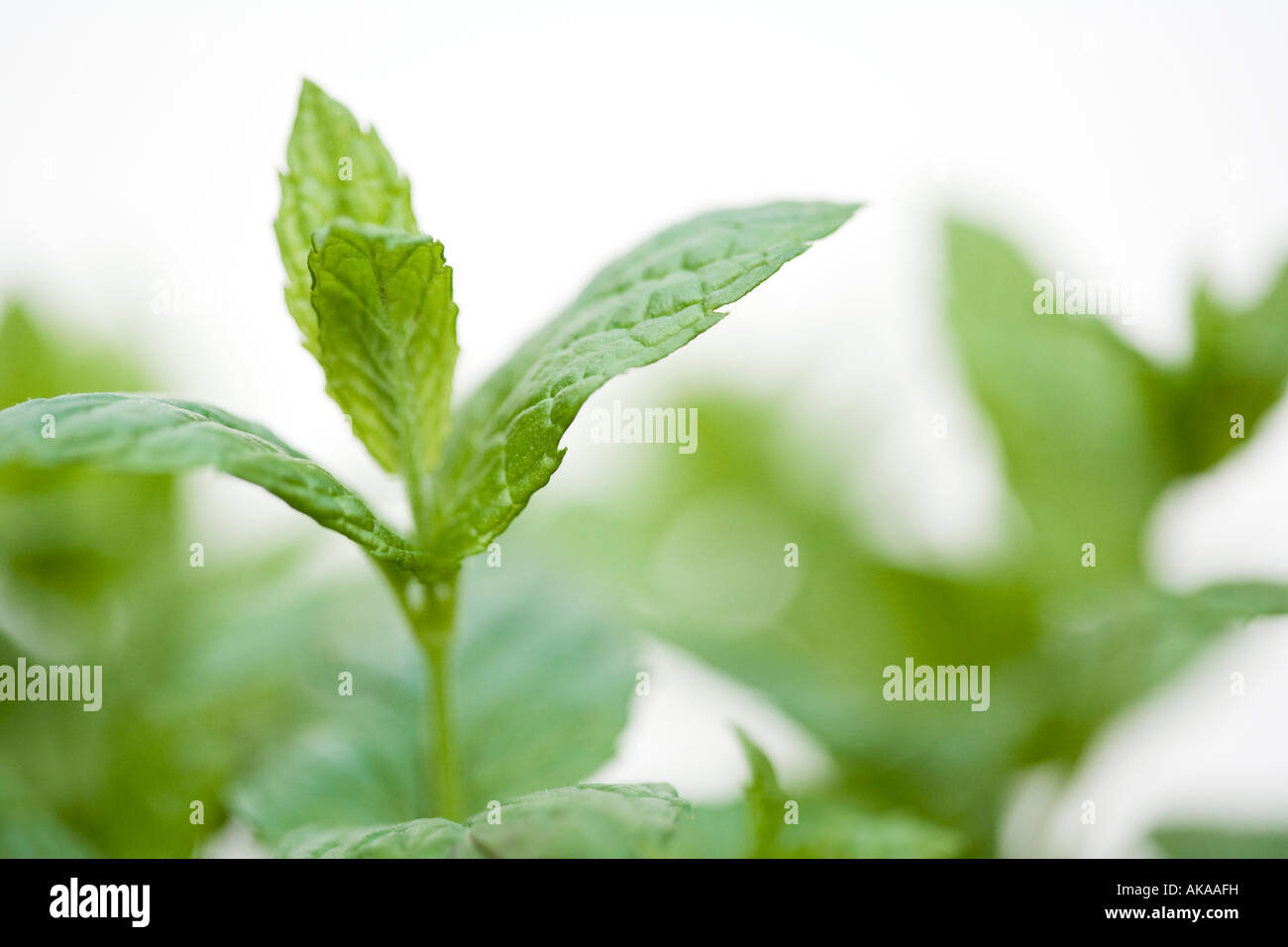 Fresh green mint leaves growing Cut Out Stock Images & Pictures - Alamy