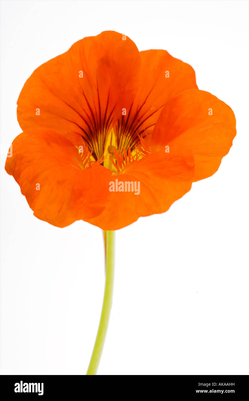 Tropaeolum majus Nasturtium Gleam mix Stock Photo - Alamy