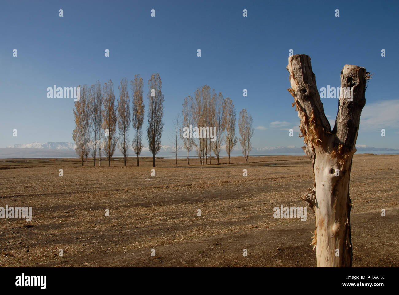 A tree stump with volcano Suphan Dagi in background, Van province ...