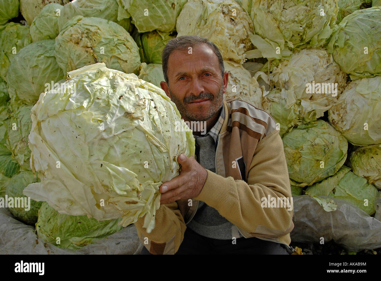 Kurdish man holds giant cabbage in the market in the city of Yuksekova ...