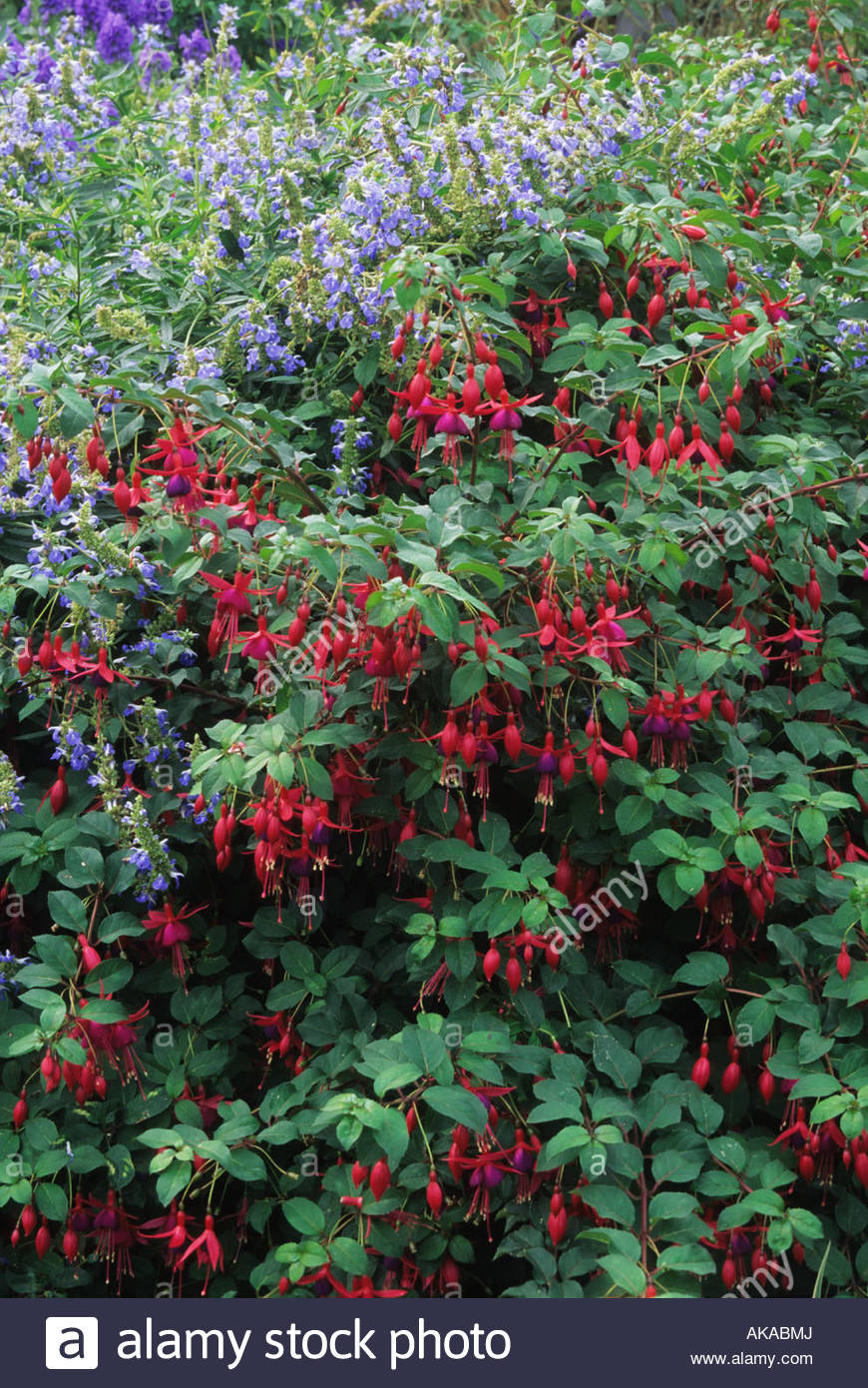 Fuchsia Mrs Popple Stock Photos & Fuchsia Mrs Popple Stock Images - Alamy
