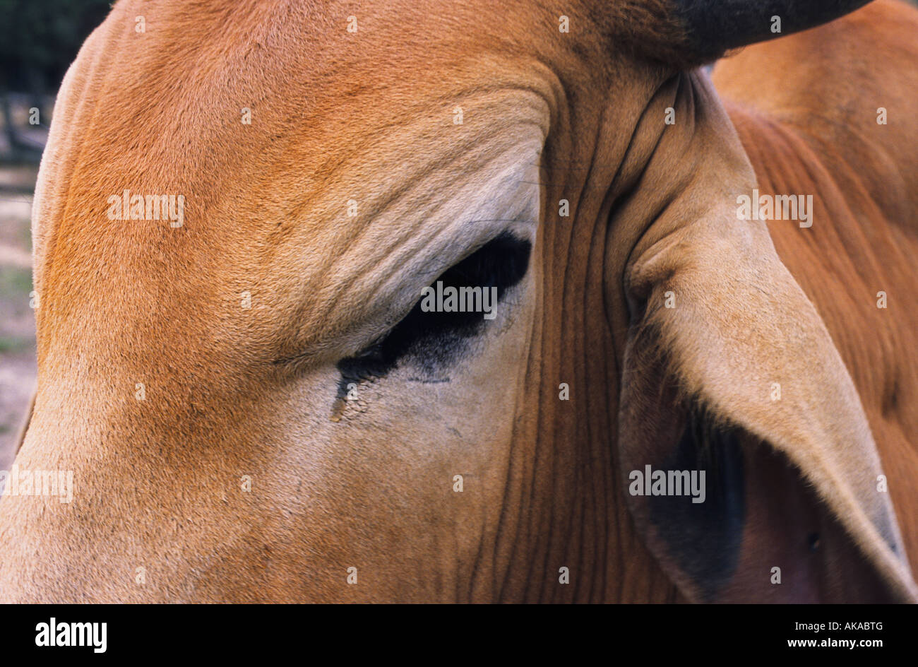 Brahman bull hi-res stock photography and images - Alamy