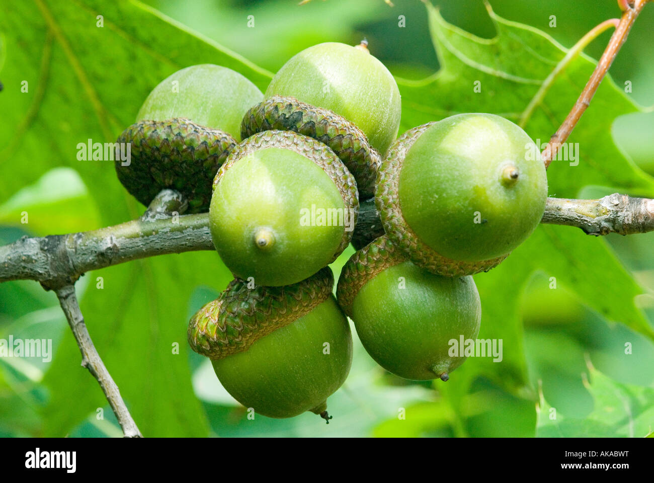 Green acorns close up Red oak Quercus rubra Stock Photo - Alamy