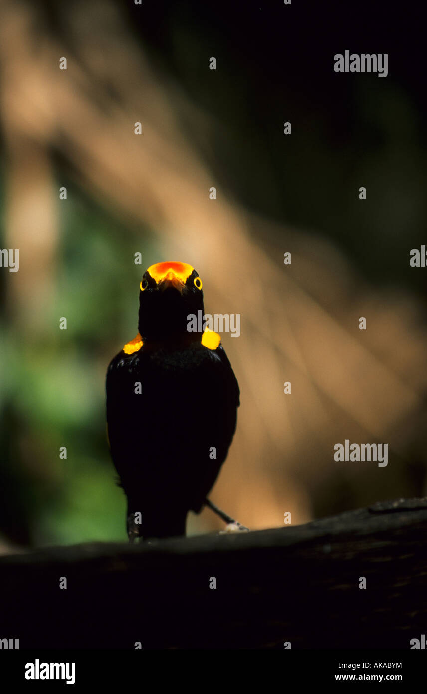 Regent bird hi-res stock photography and images - Alamy