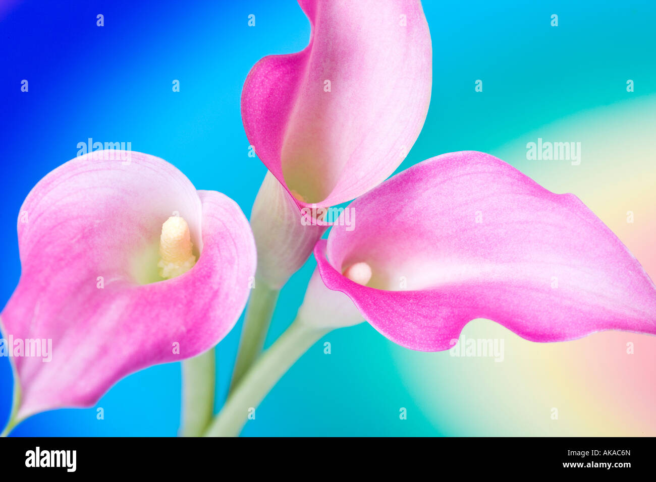Pink calla lily zantedeschia rehmannii hi-res stock photography and ...