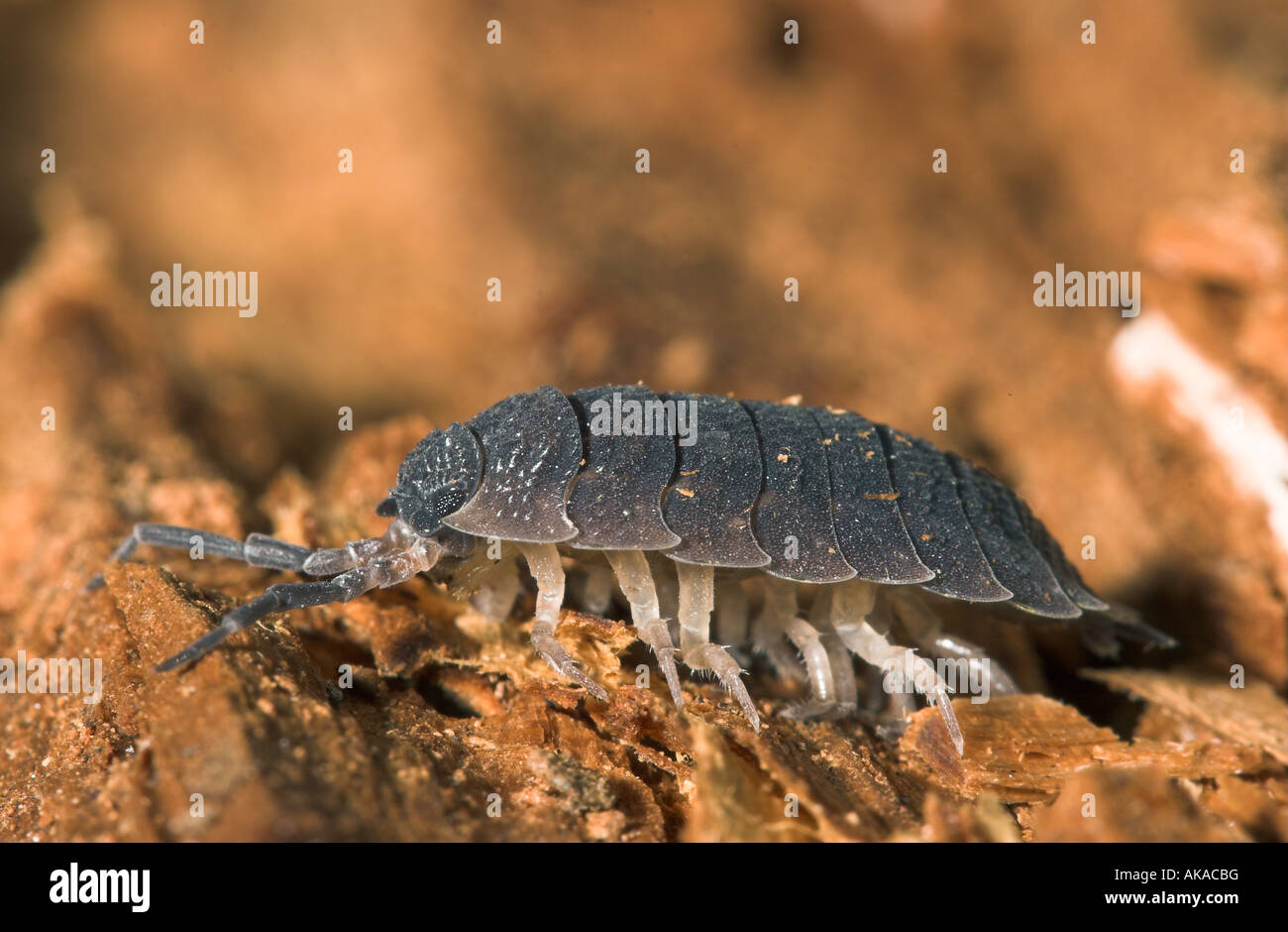 Woodlouse woodlice oniscidea hi-res stock photography and images - Alamy