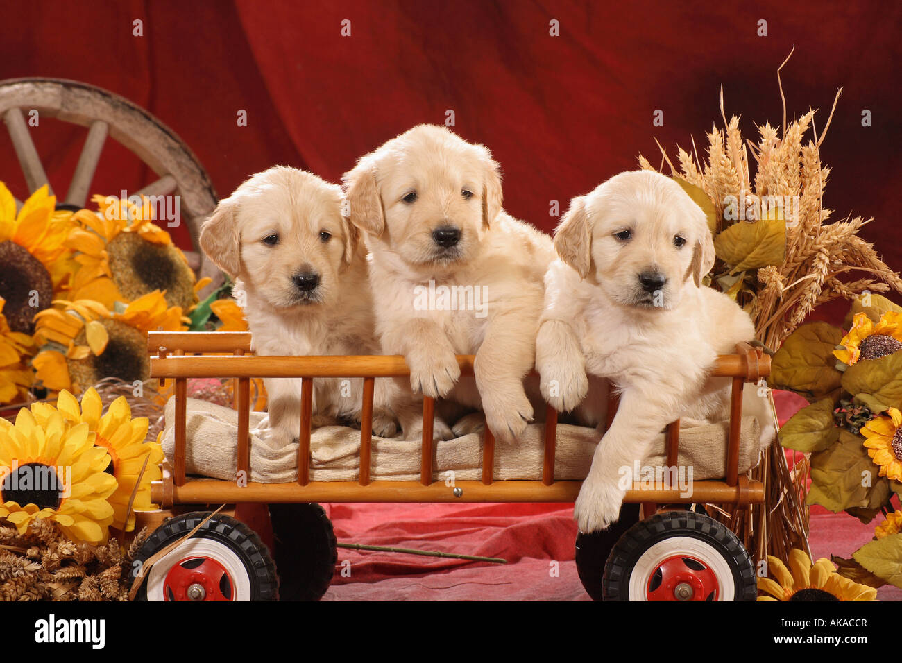 three Golden Retriever puppies in hay cart Stock Photo - Alamy