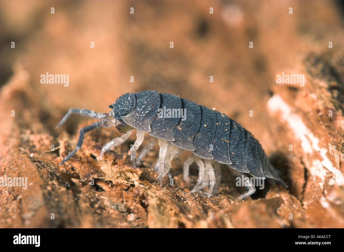 Woodlouse eating hi-res stock photography and images - Alamy