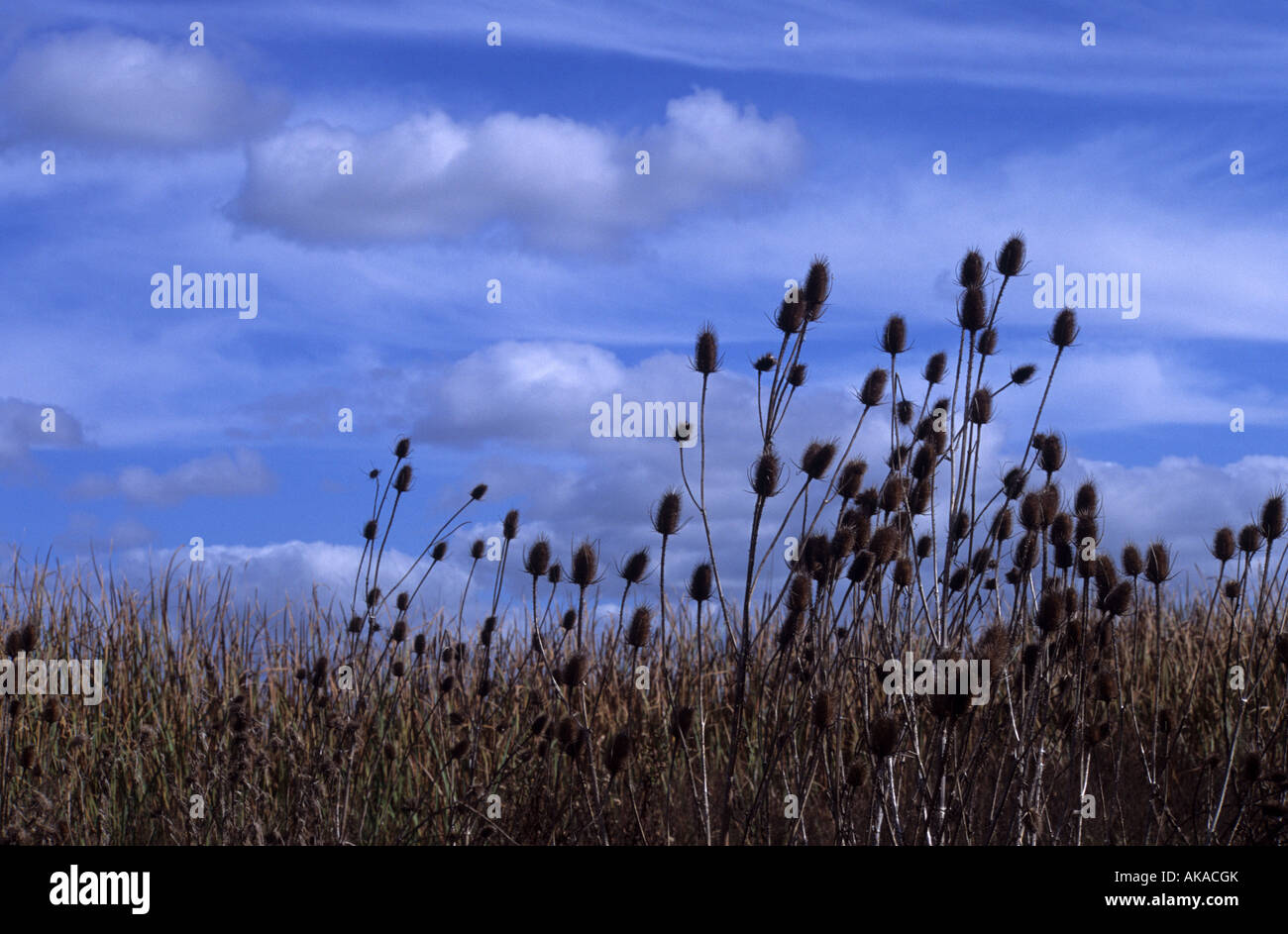 Otamen hi-res stock photography and images - Alamy