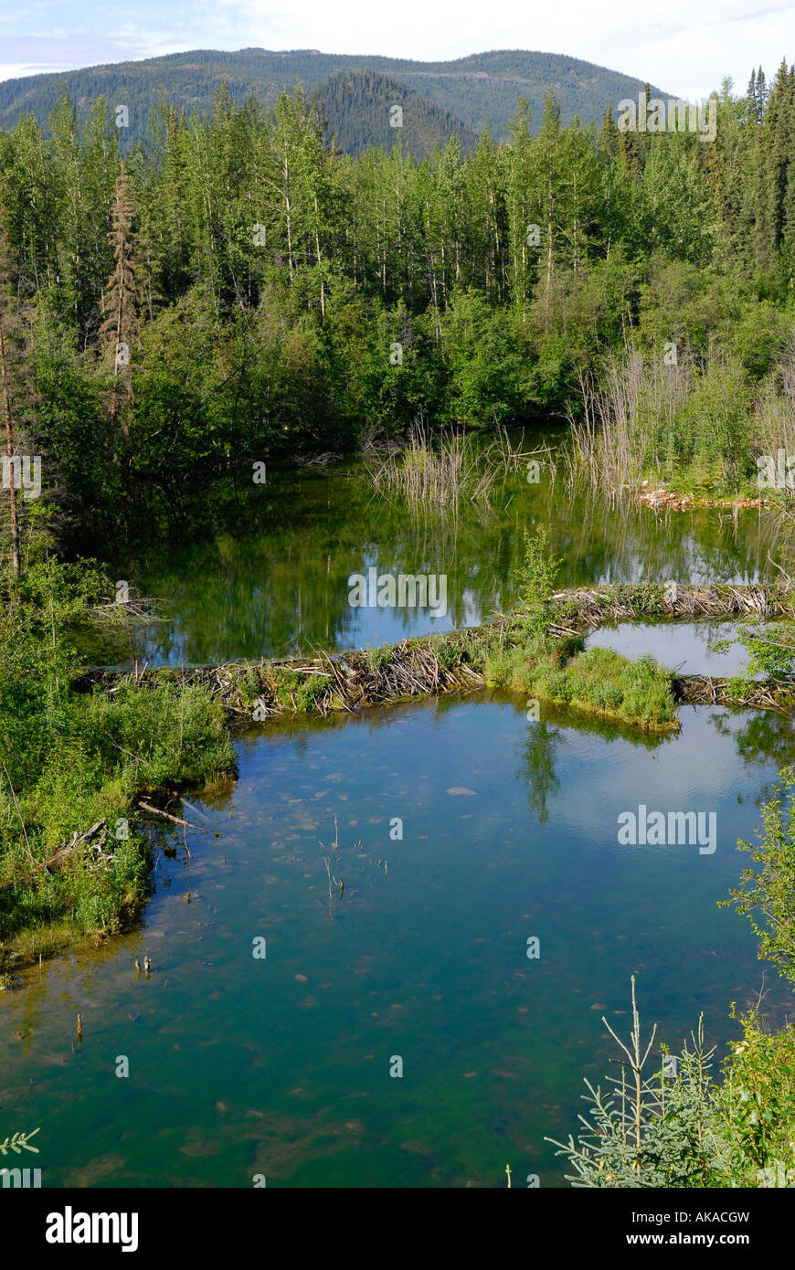Beaver dam construction hi-res stock photography and images - Alamy