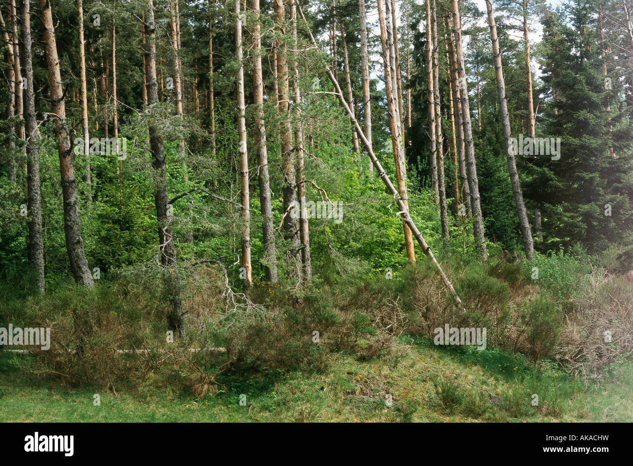 Lush greeneries hi-res stock photography and images - Alamy