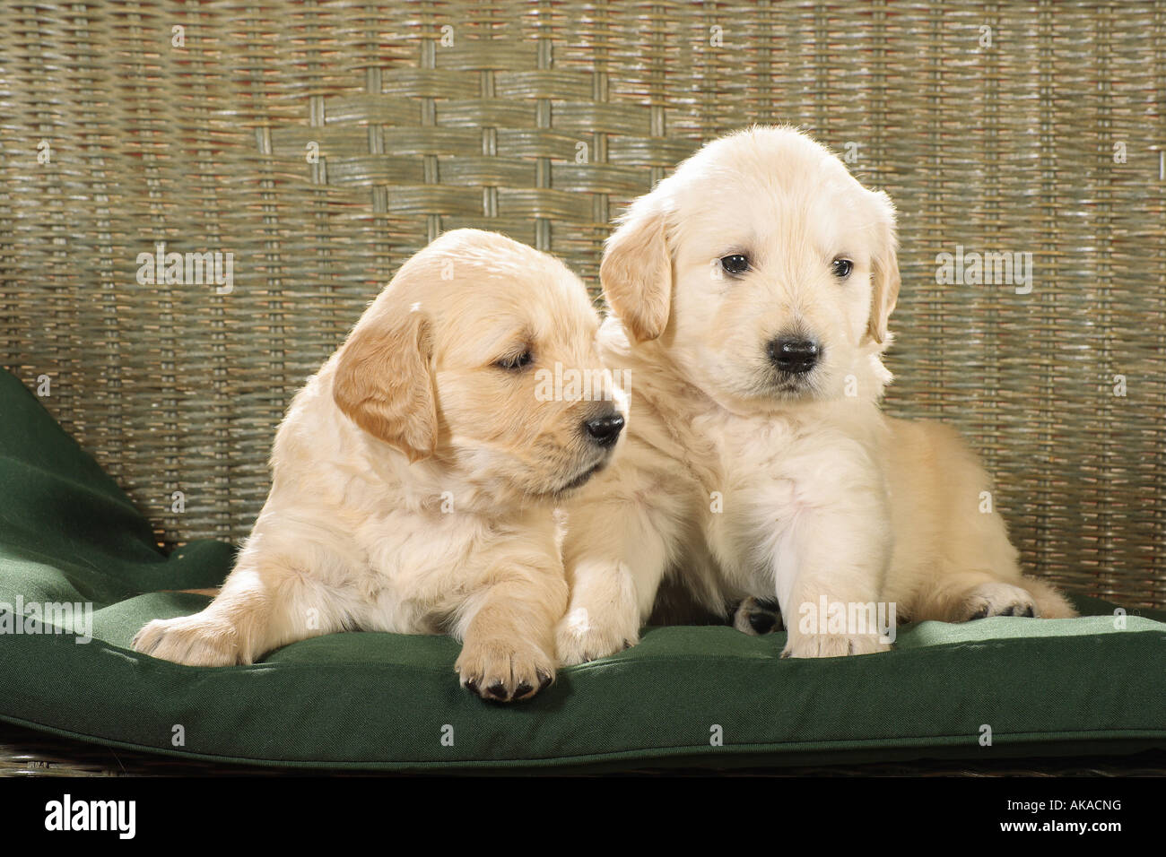 two Golden Retriever puppies - lying Stock Photo - Alamy