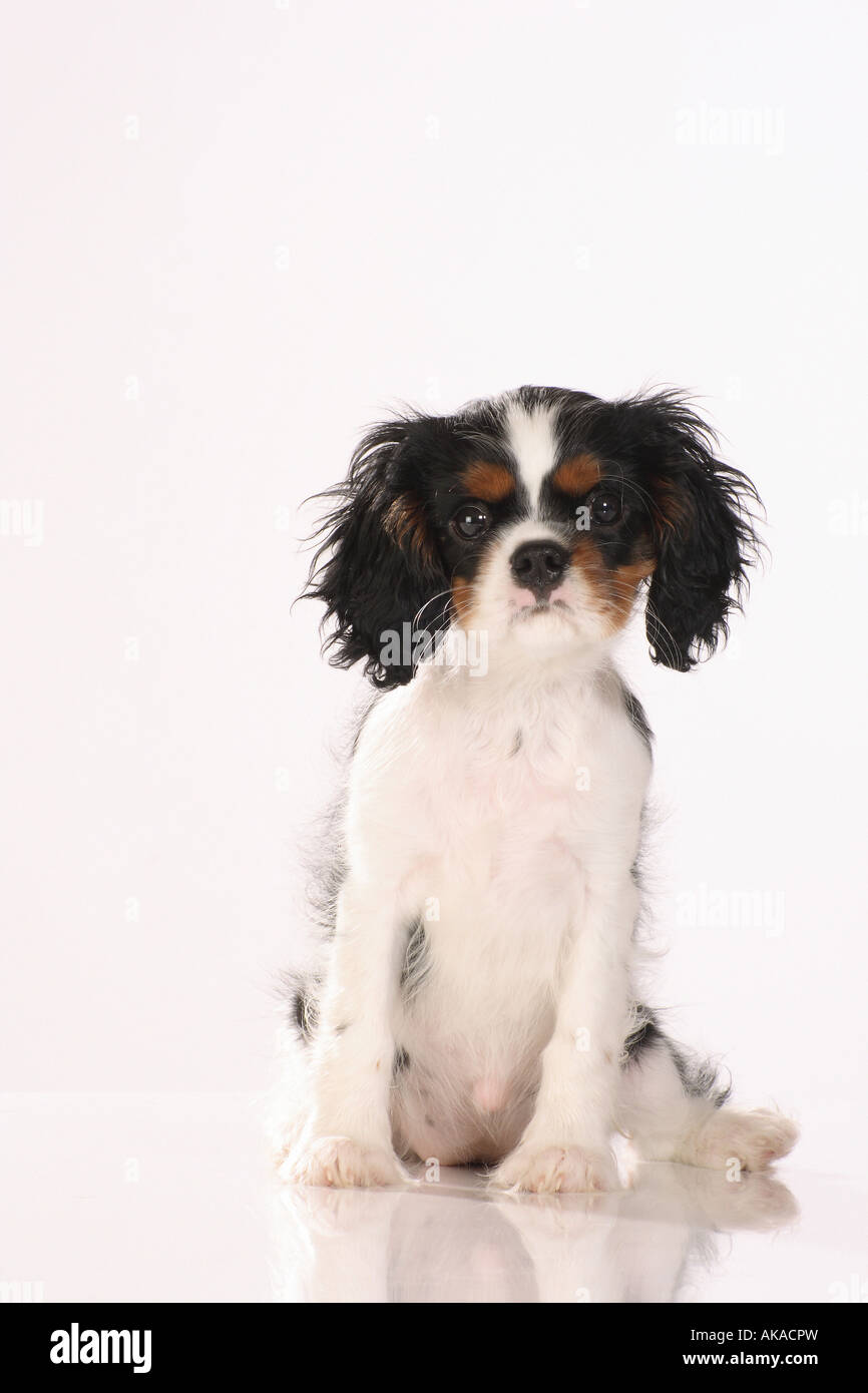 Cavalier King Charles Spaniel - puppy - sitting - cut out Stock Photo ...