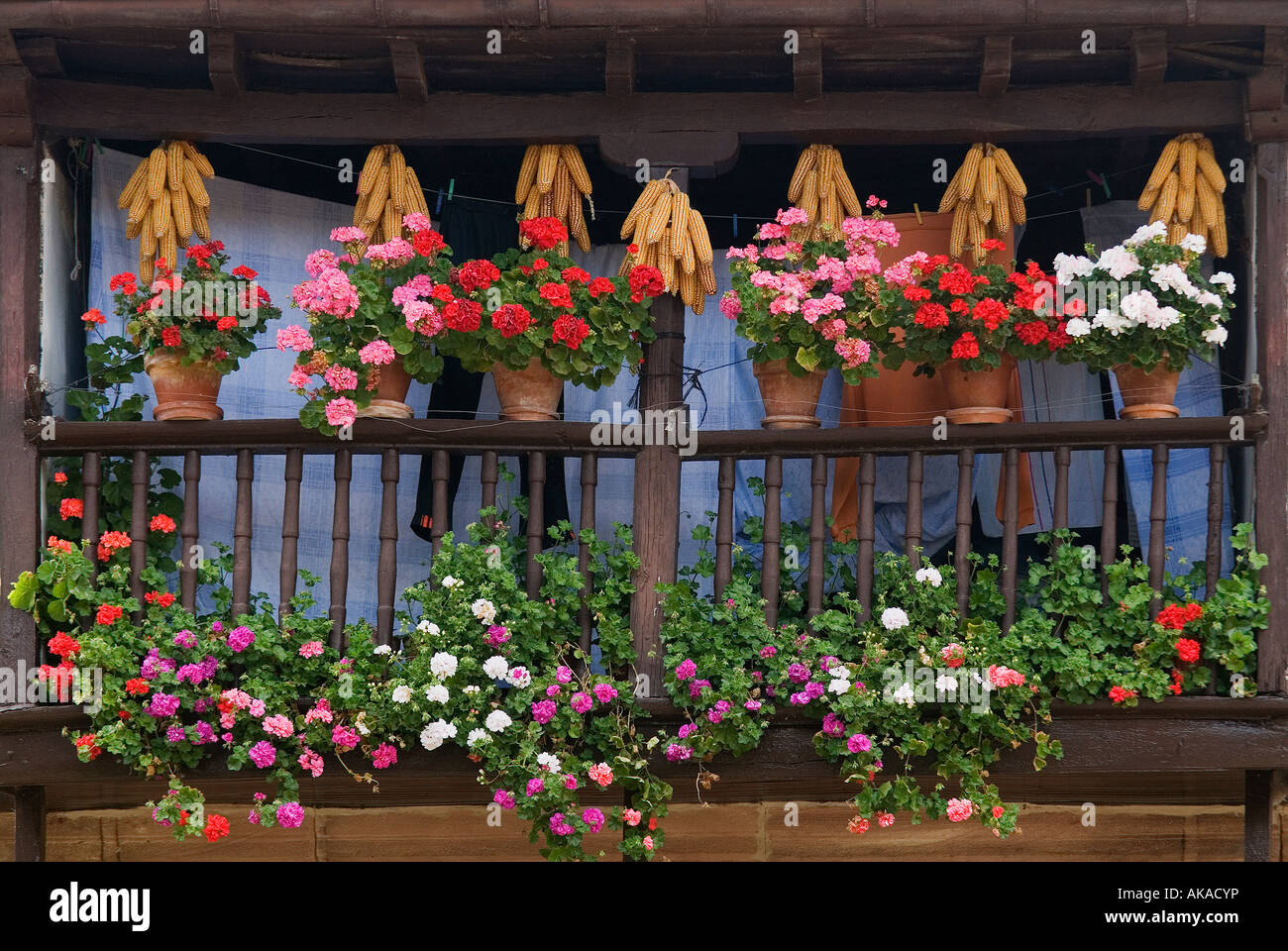 Corn flowers pots hi-res stock photography and images - Alamy