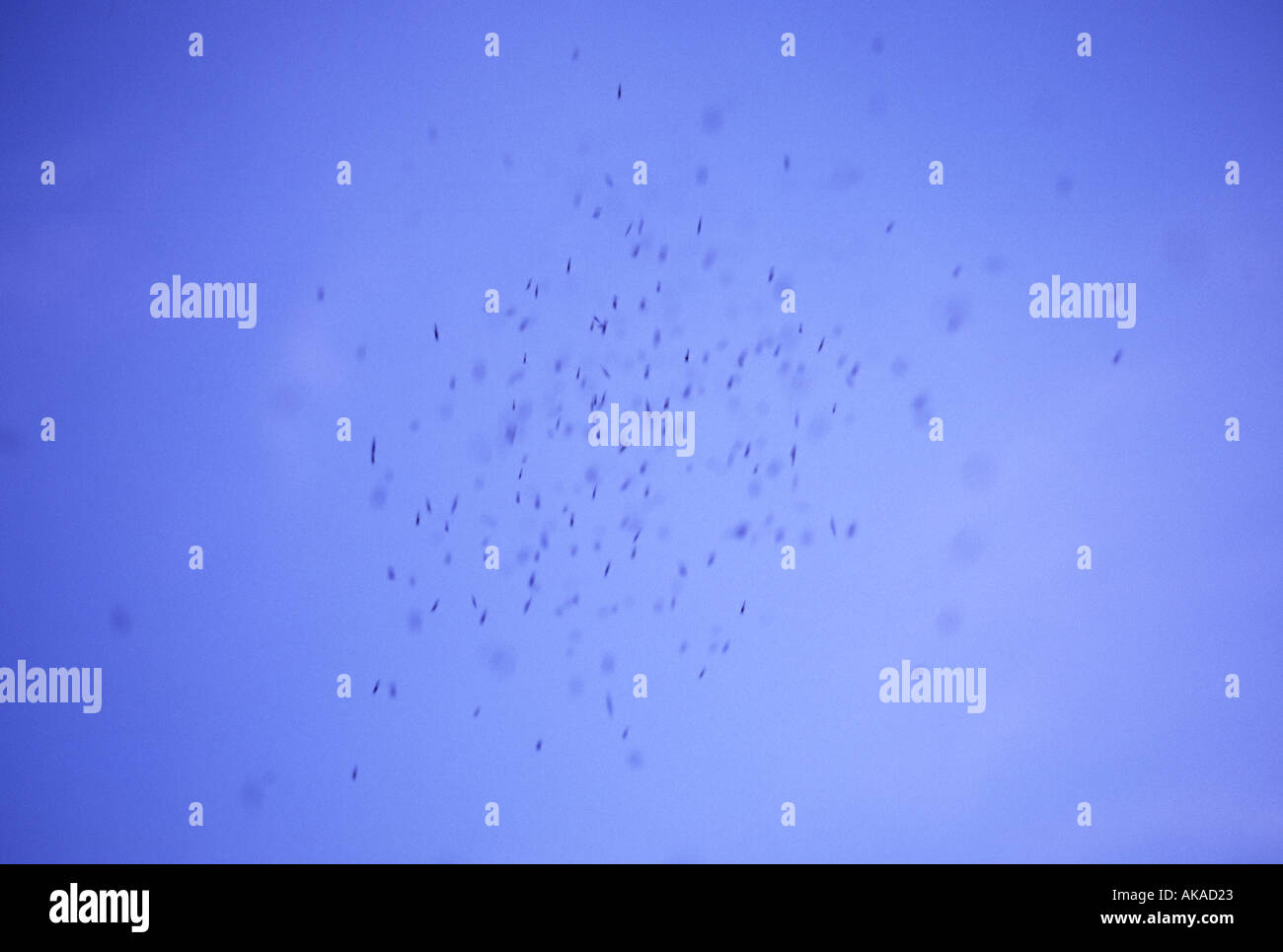 Swarm Of Flies Stock Photo - Alamy