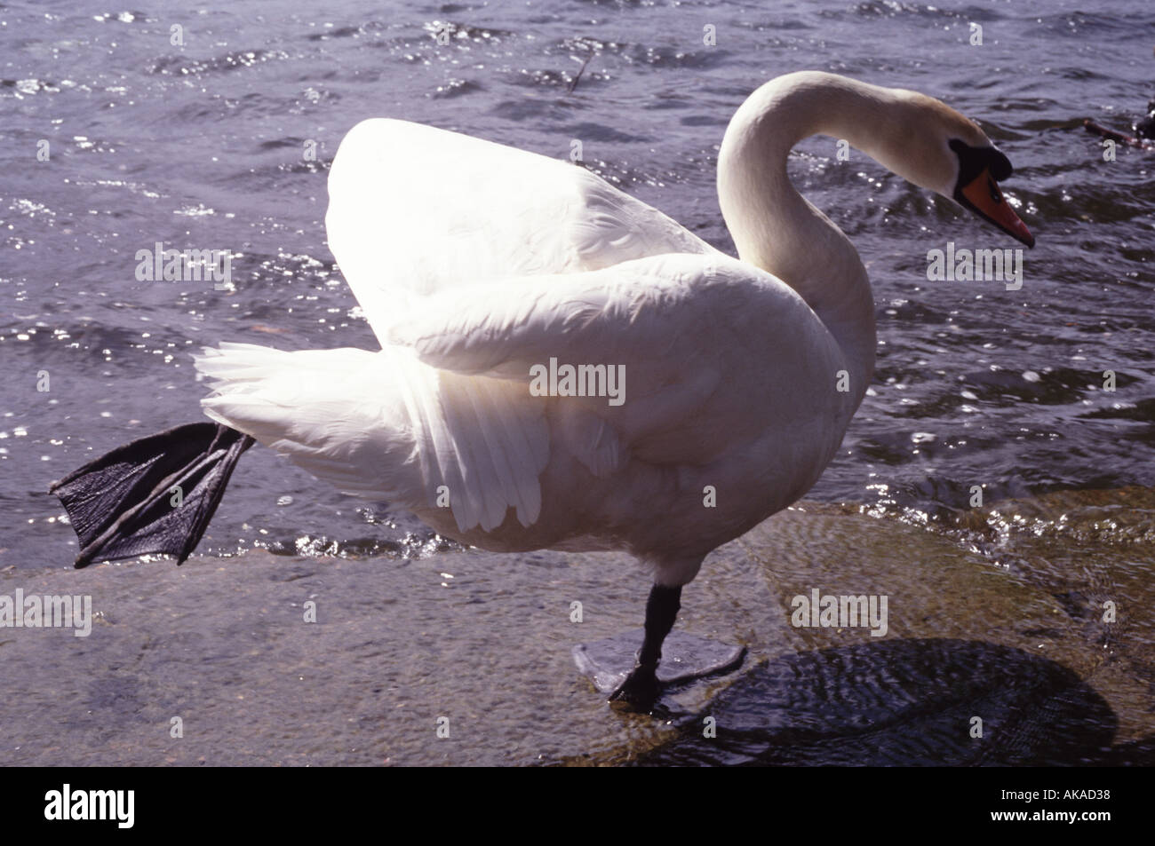 Majesty swan hi-res stock photography and images - Alamy