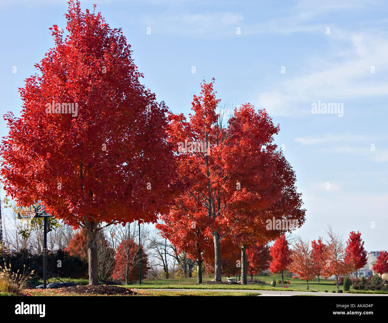 This is a picture of beautiful red maple trees with their Fall colors ...