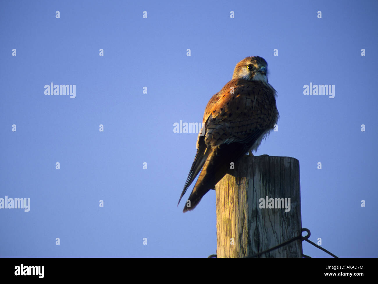 Australian kestrel falco cenchroides hi-res stock photography and ...