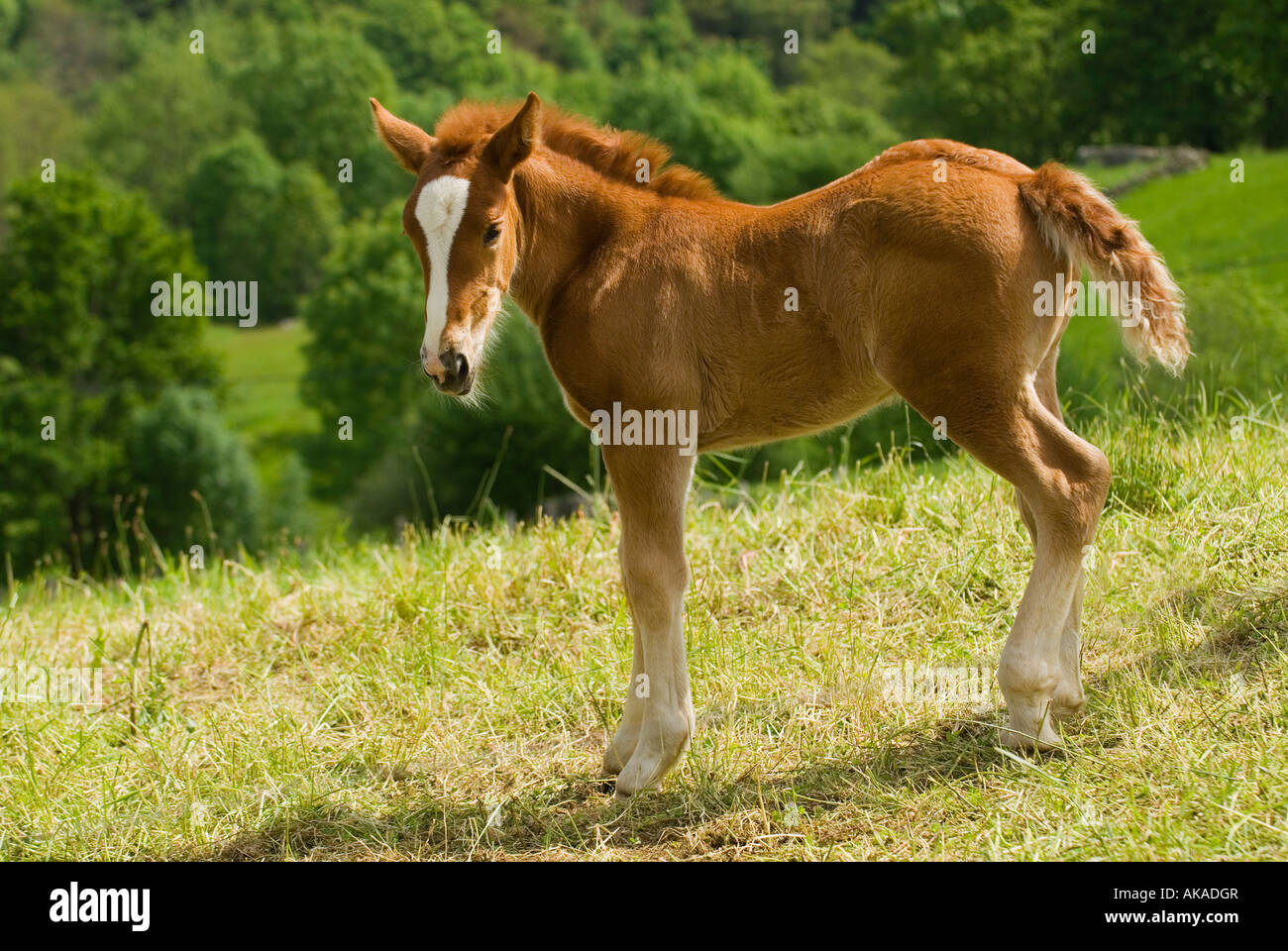 Cantabrianmountainponies hi-res stock photography and images - Alamy