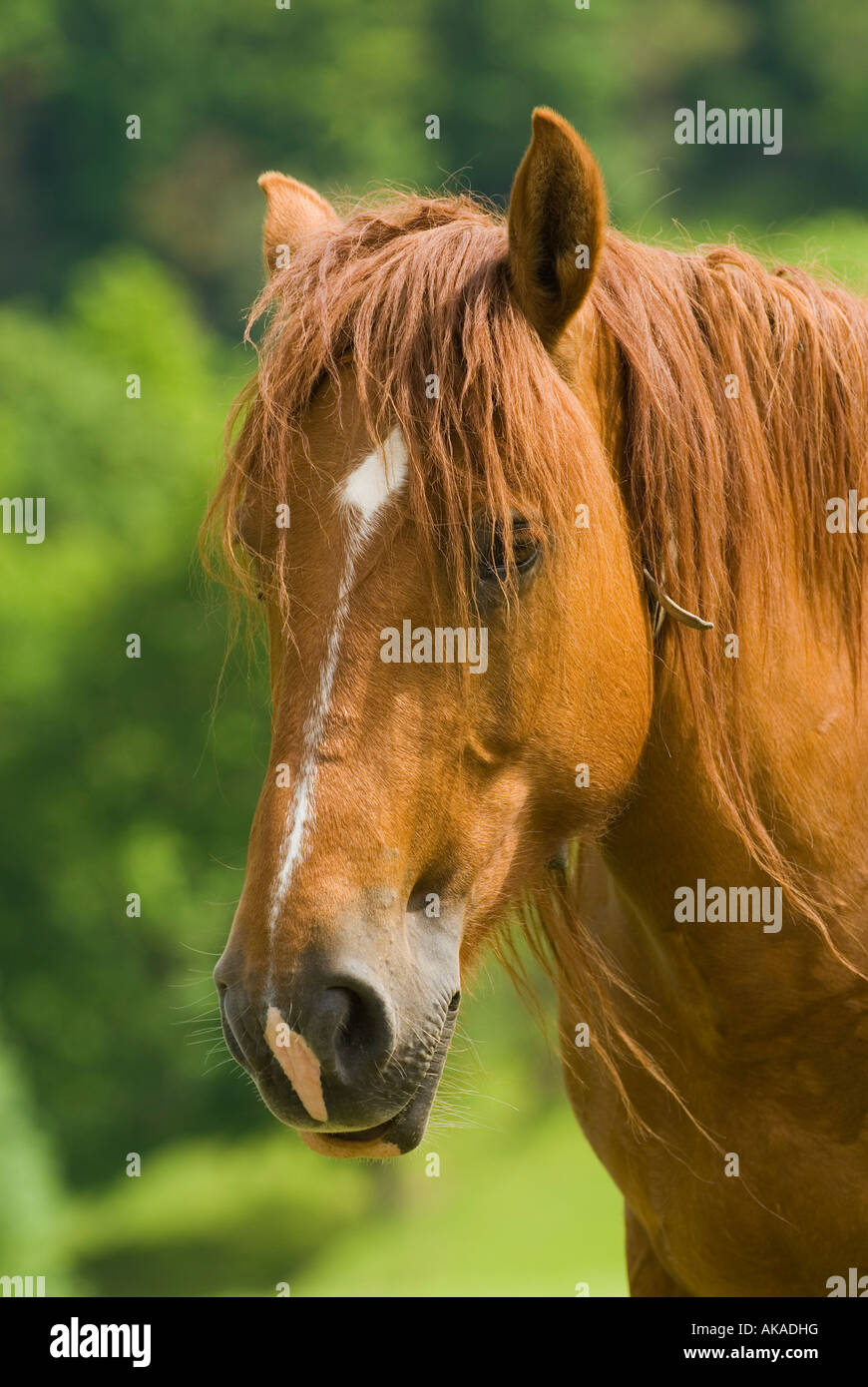 Portrait of a horse Stock Photo - Alamy