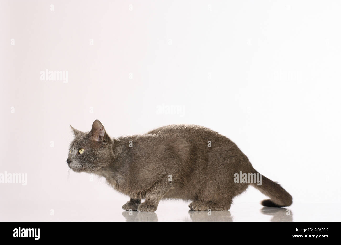 cat - creeping - cut out Stock Photo - Alamy