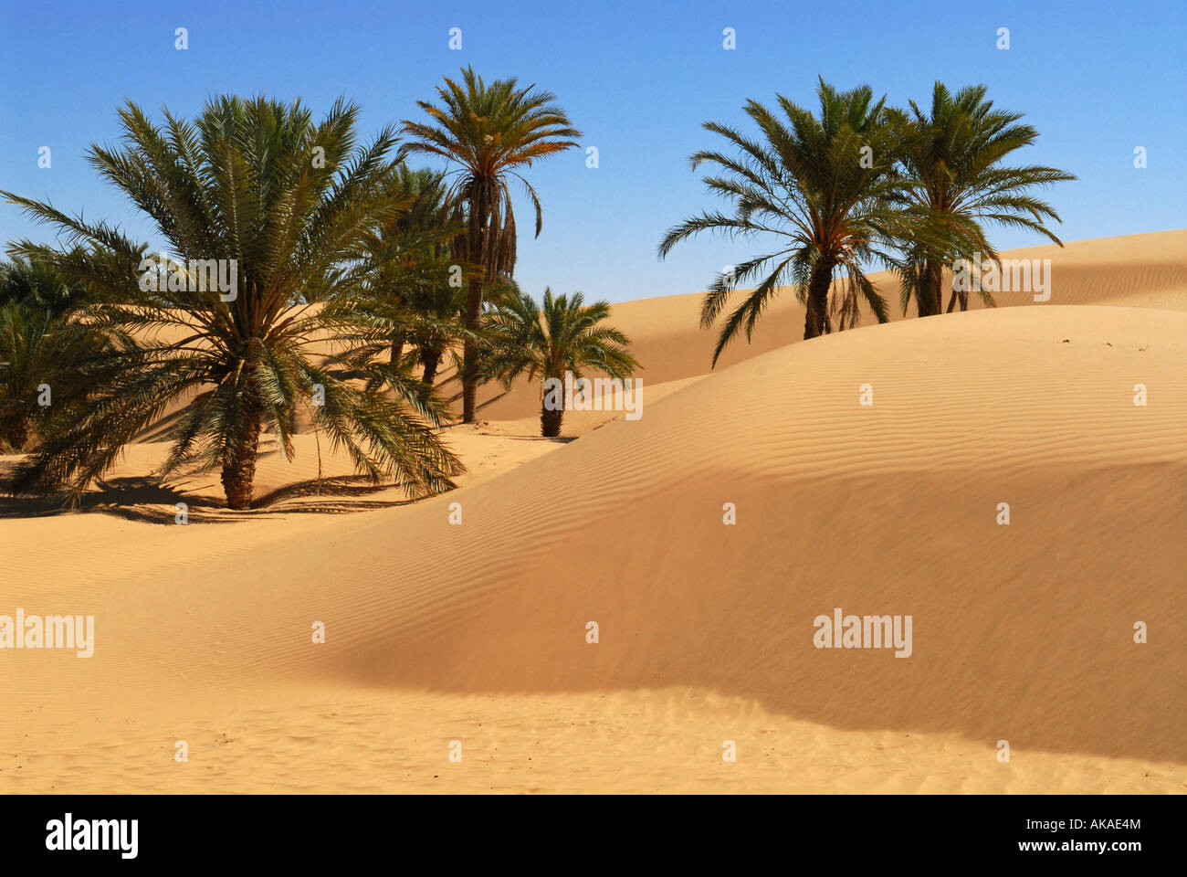 Oasis mauritania hi-res stock photography and images - Alamy