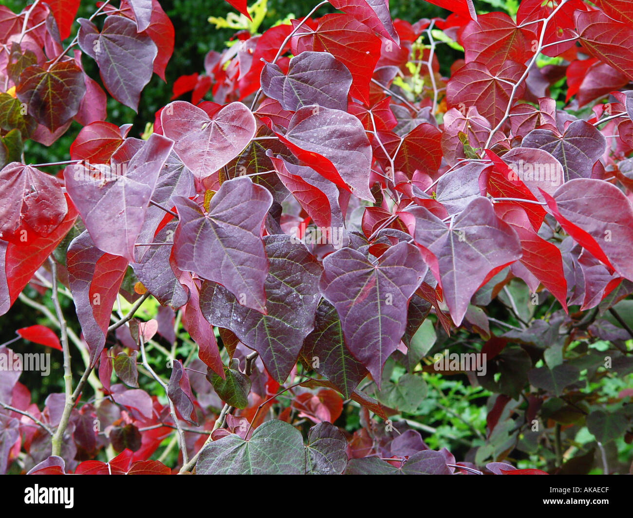 Cercis canadensis forest pansy hi-res stock photography and images - Alamy
