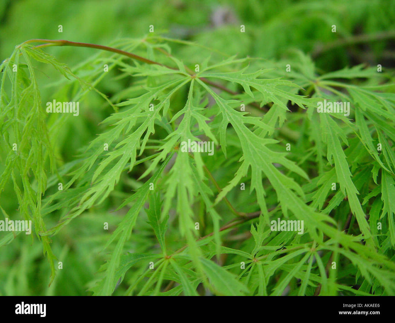 Acer palmatum Dissectum Foliage Green Japanese cut leaf maple Stock ...