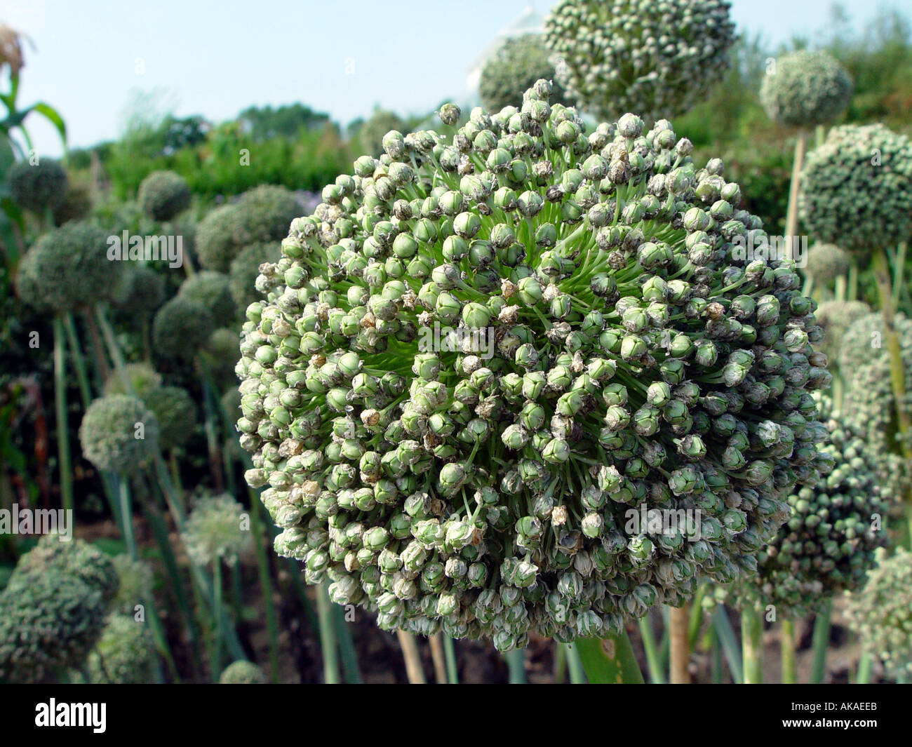 Allium crop of seed heads Common Garden Onion Stock Photo - Alamy