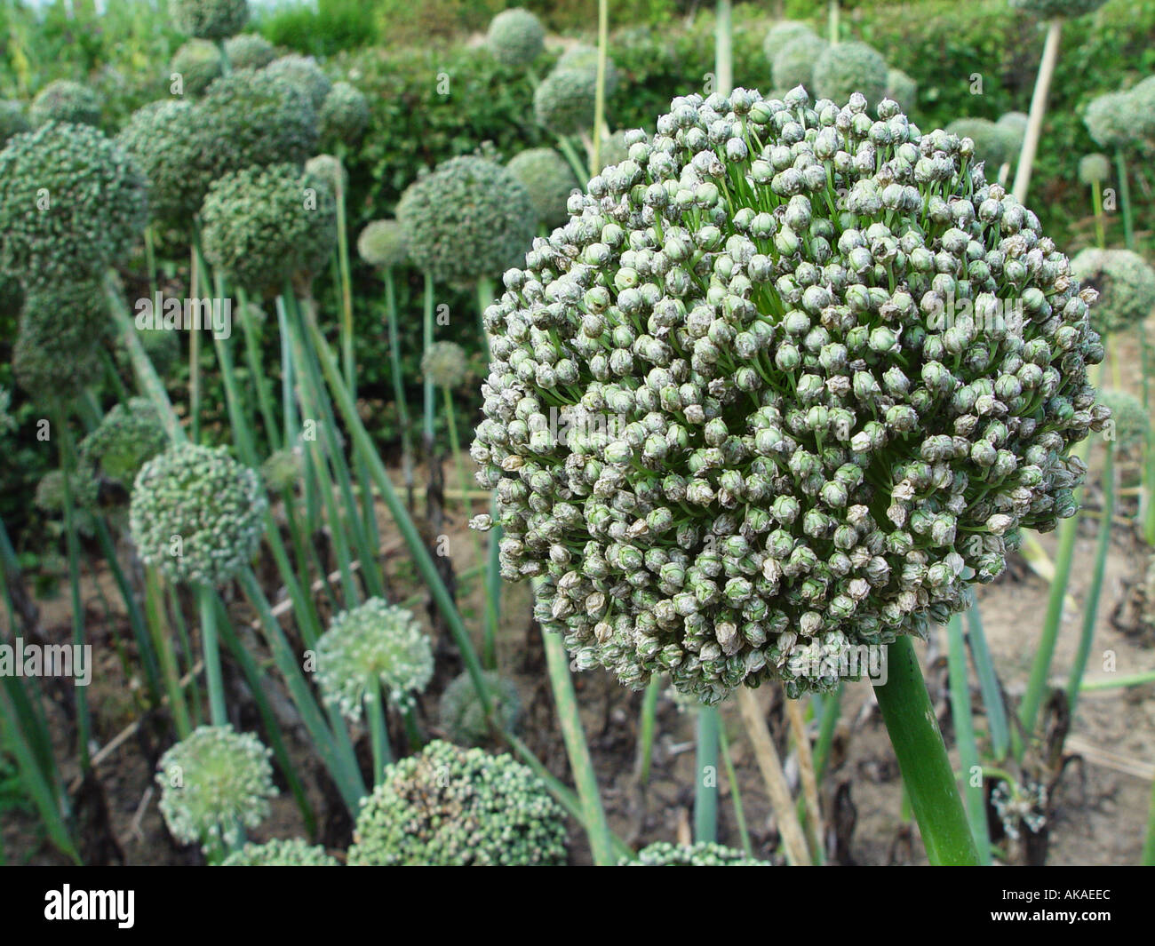 Allium crop of seed heads Common Garden Onion Stock Photo - Alamy