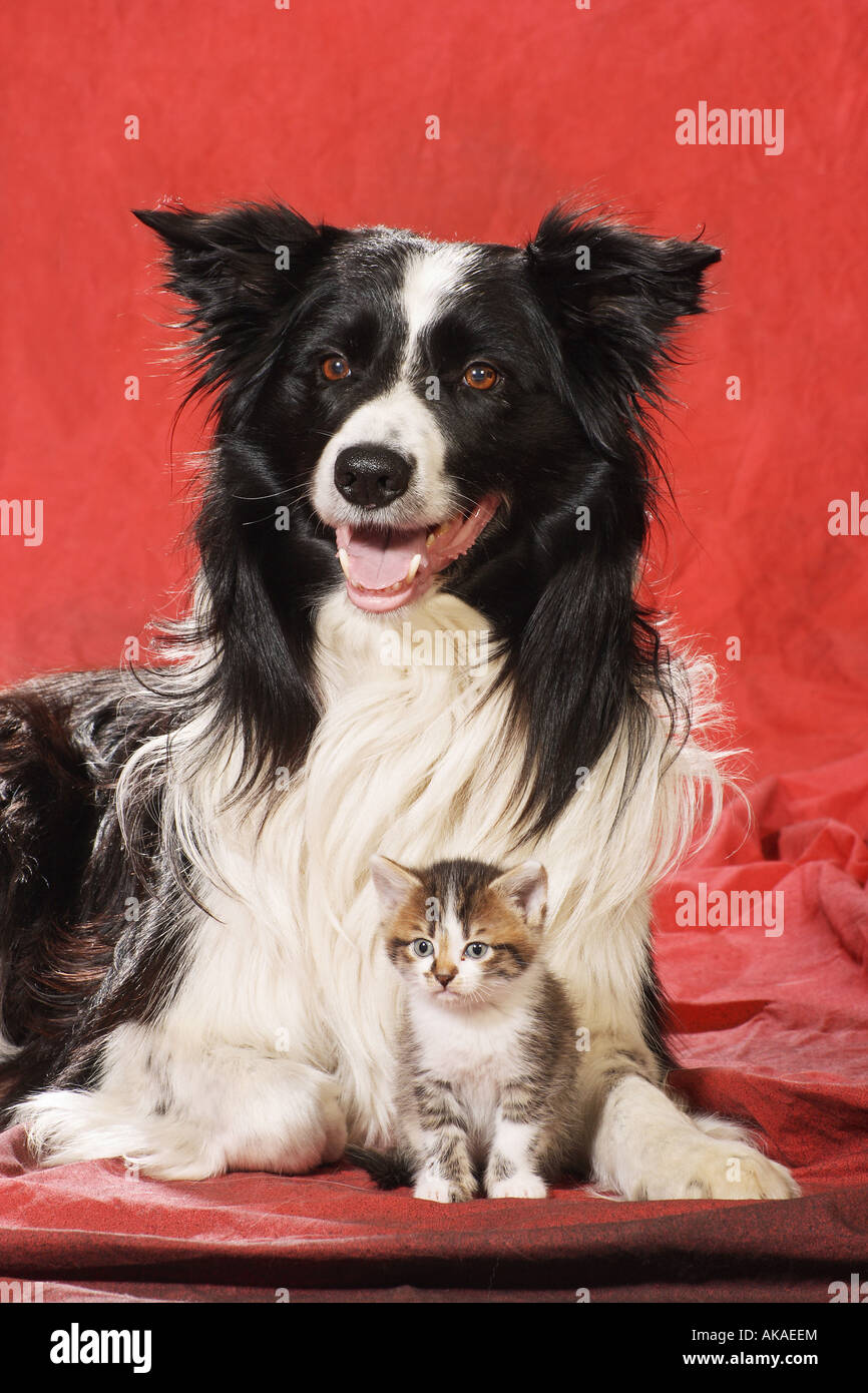 Border Collie with kitten Stock Photo - Alamy