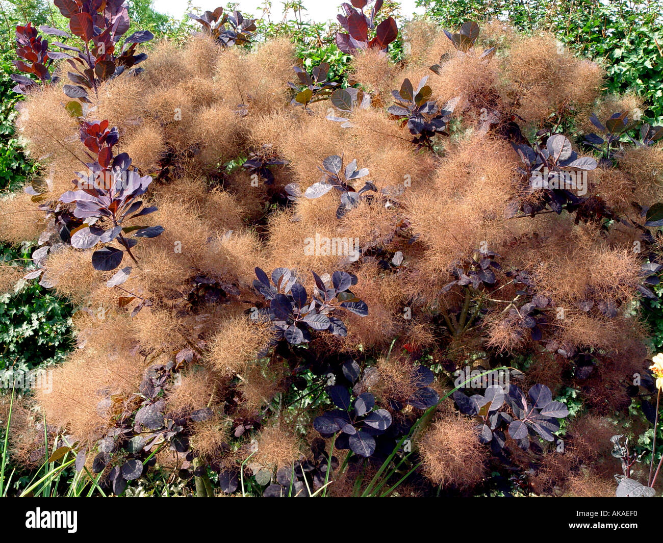 Cotinus coggygria Royal Purple smoke plumes Smoke bush Stock Photo - Alamy