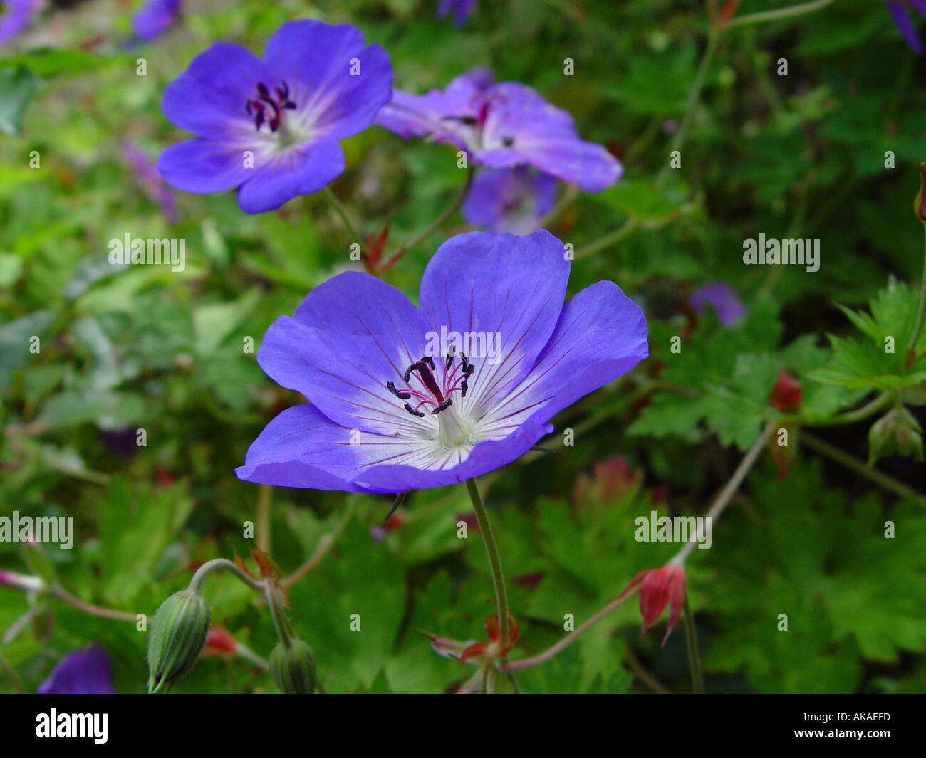 geranium Rosanne Hardy geranium in garden border setting Stock Photo ...