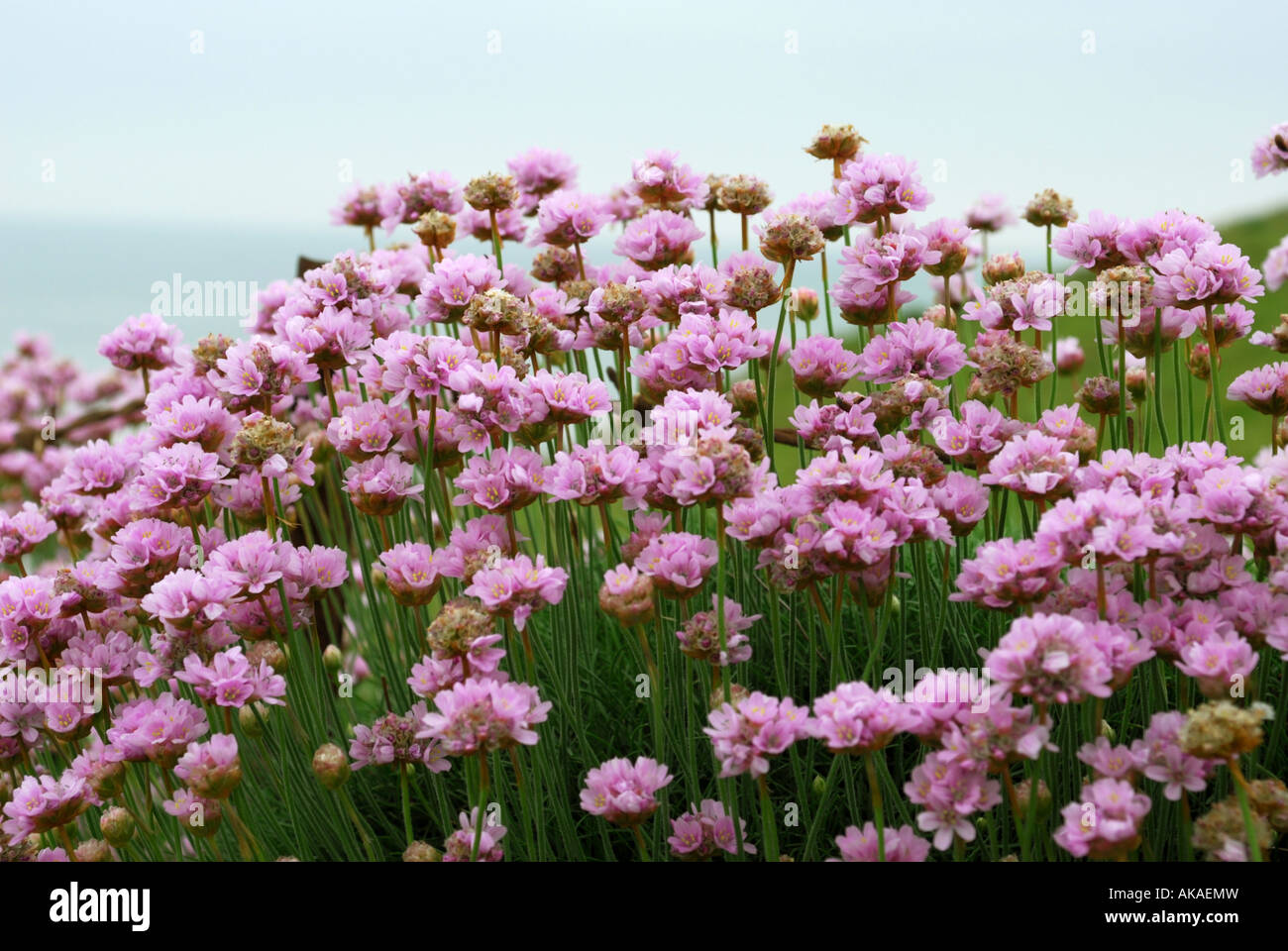 clifftop flowers on the North Devon Coast looking across to Rockham Bay ...