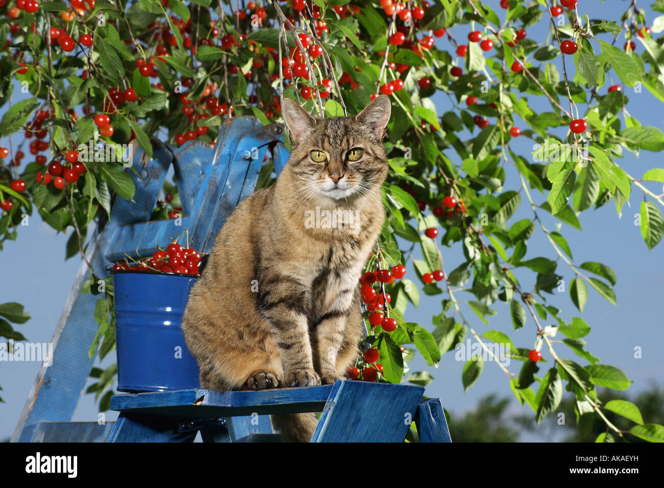 cat sitting on ladder in front of cherry tree Stock Photo - Alamy