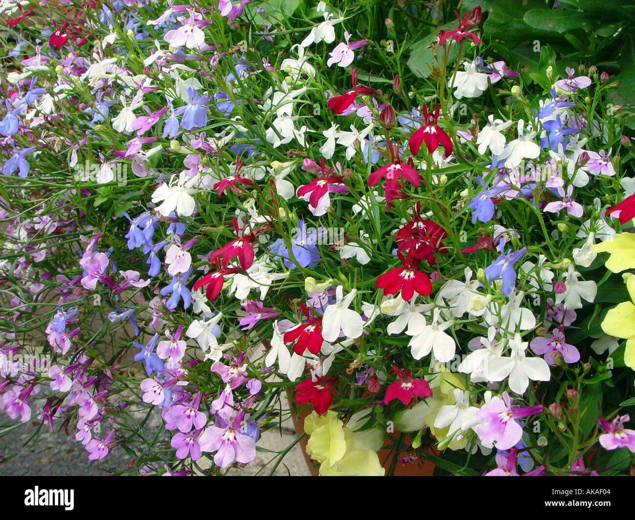 Mixed lobelias hi-res stock photography and images - Alamy
