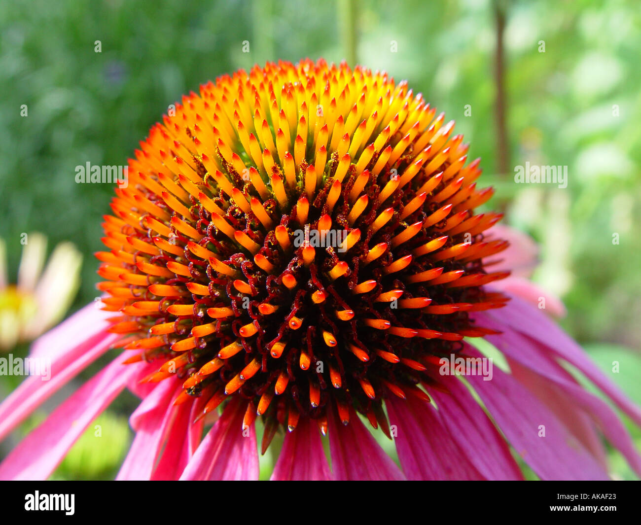 Rudbeckia purpurea Echinacea Coneflower daisy Stock Photo - Alamy