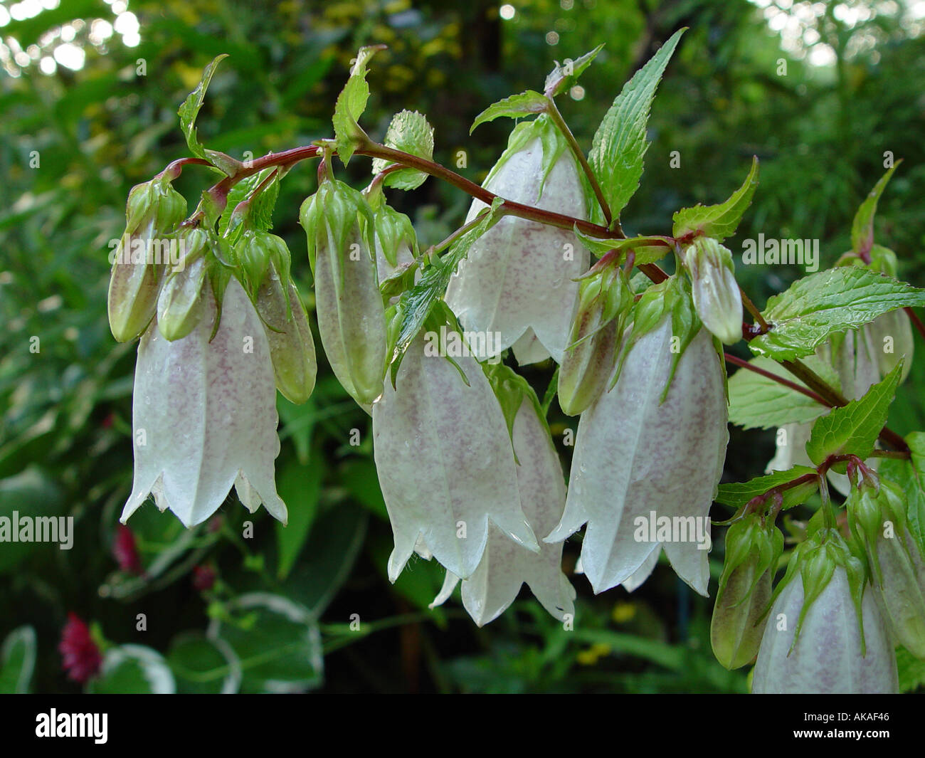 Bell flowers hi-res stock photography and images - Alamy