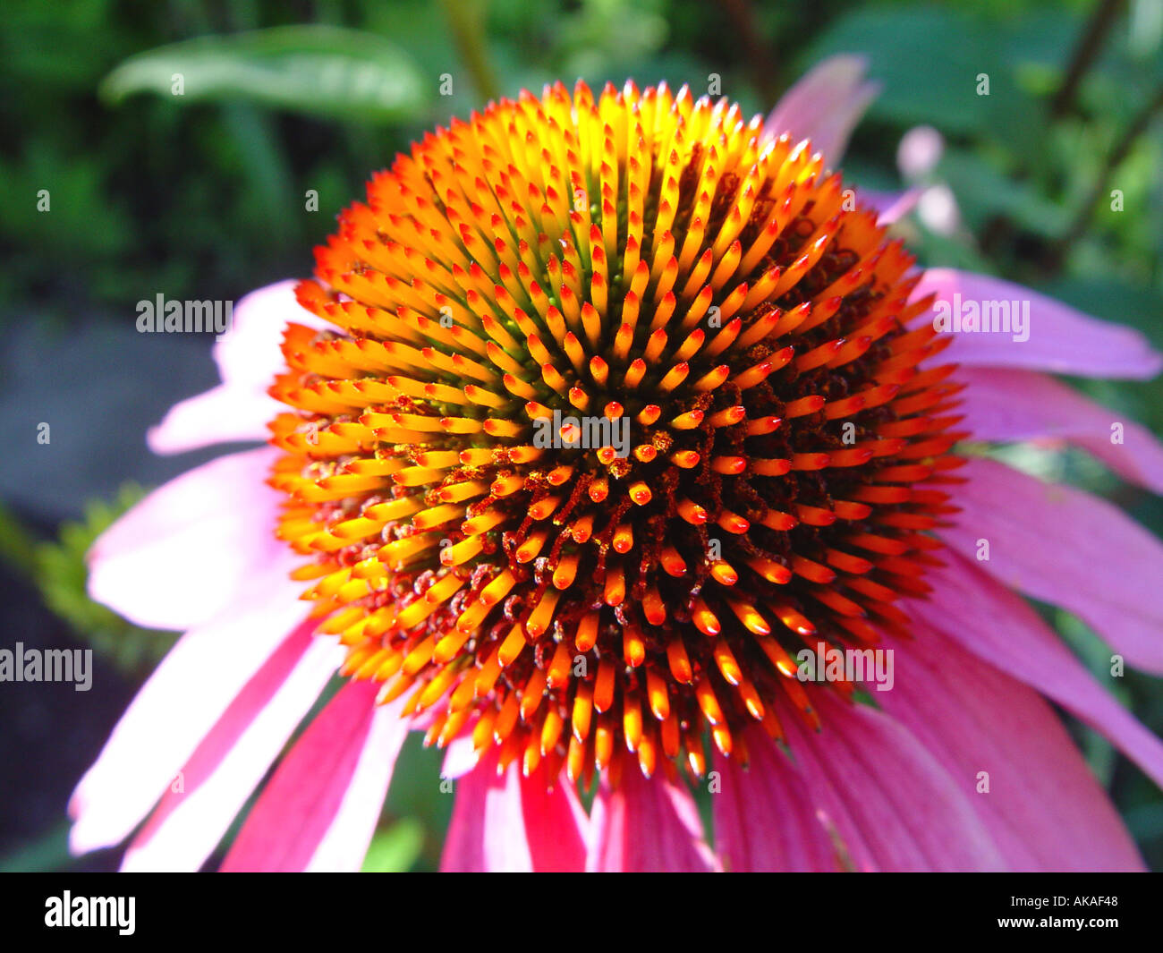 Rudbeckia purpurea Echinacea Coneflower daisy Stock Photo - Alamy