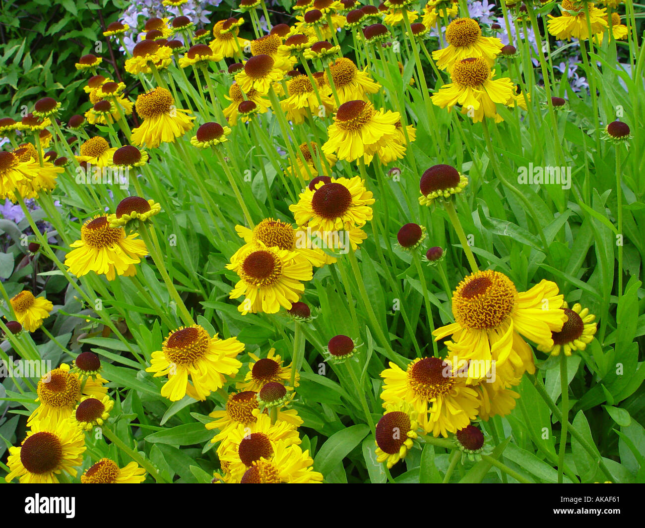 Pipsqueak hi-res stock photography and images - Alamy