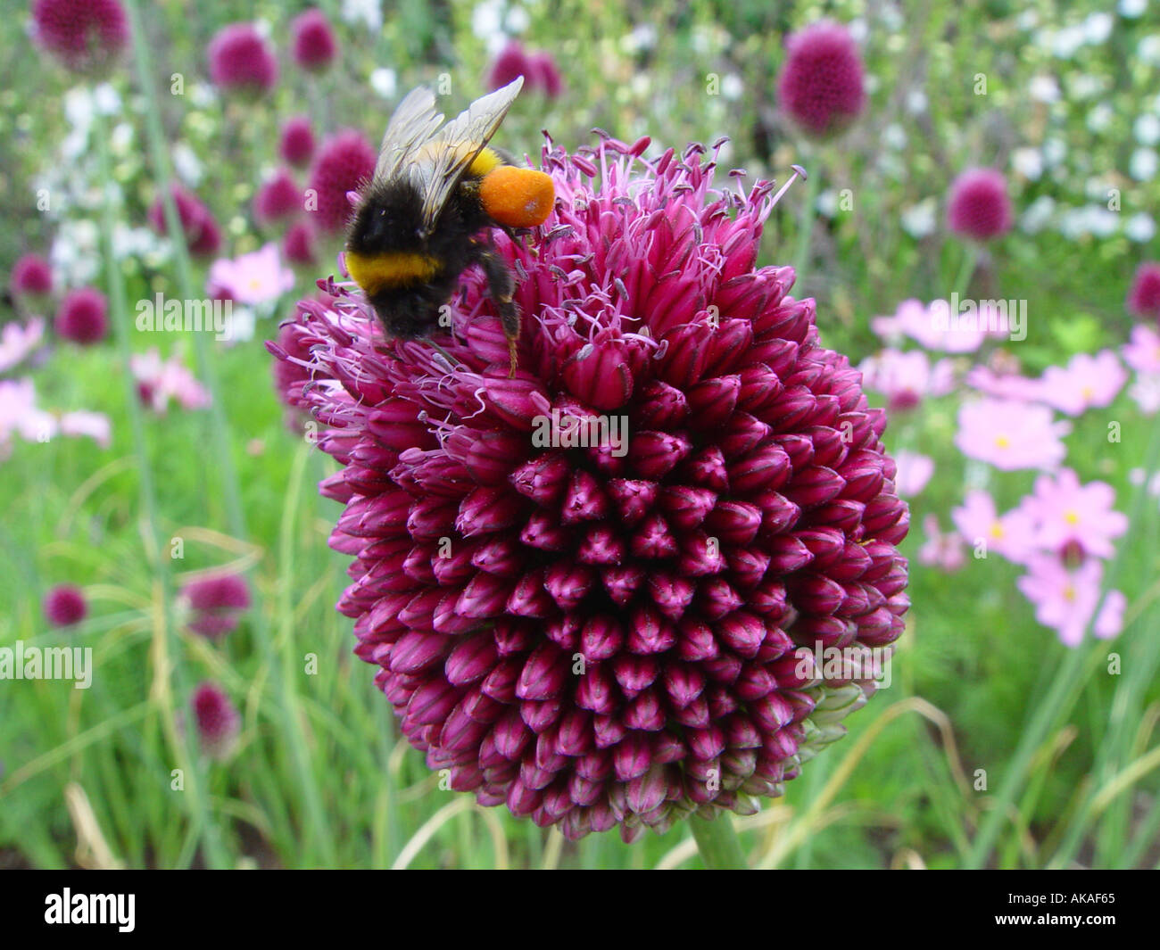 Bee foraging on Allium sphaerocephalon Stock Photo - Alamy