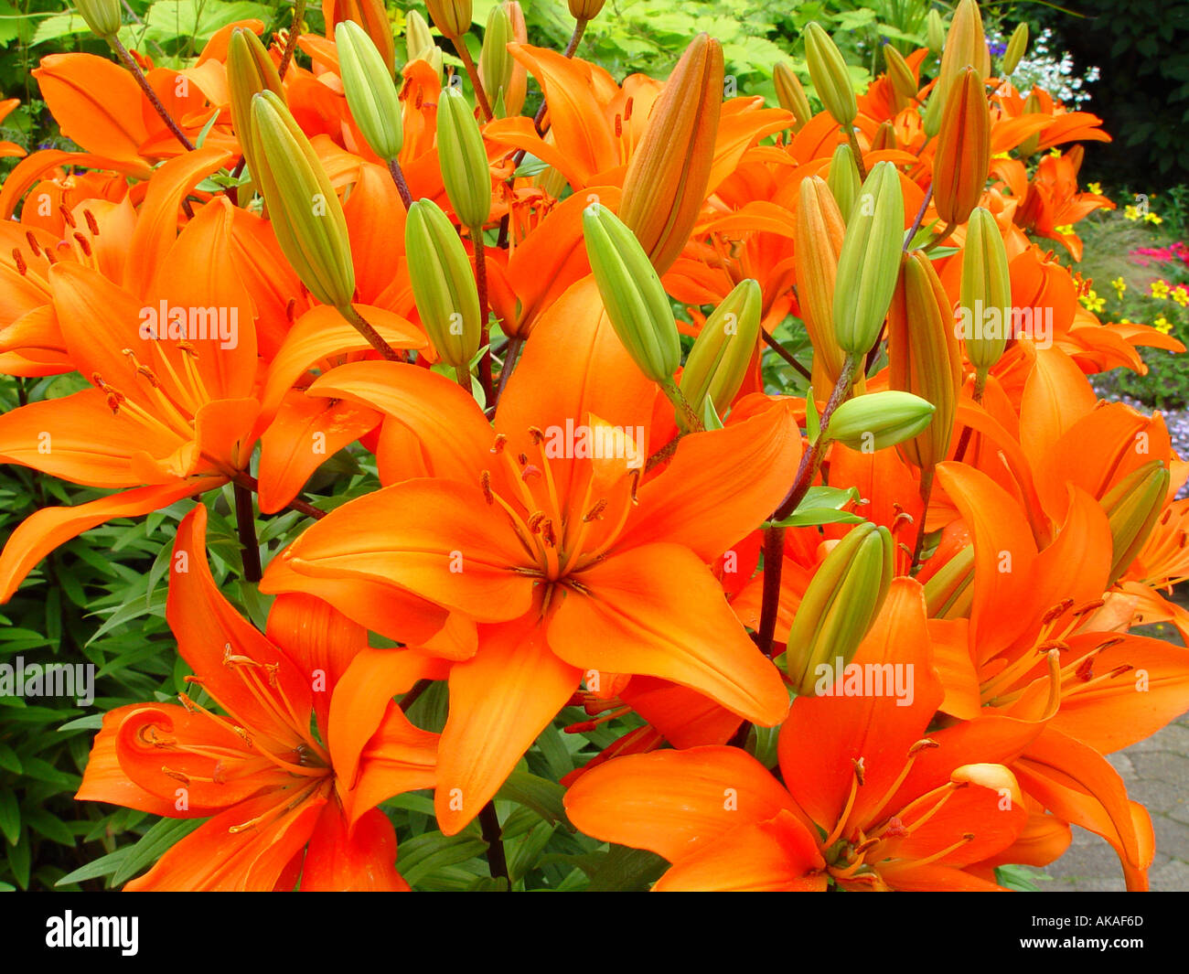 Lily Lilium Cluster of orange lilies Stock Photo - Alamy