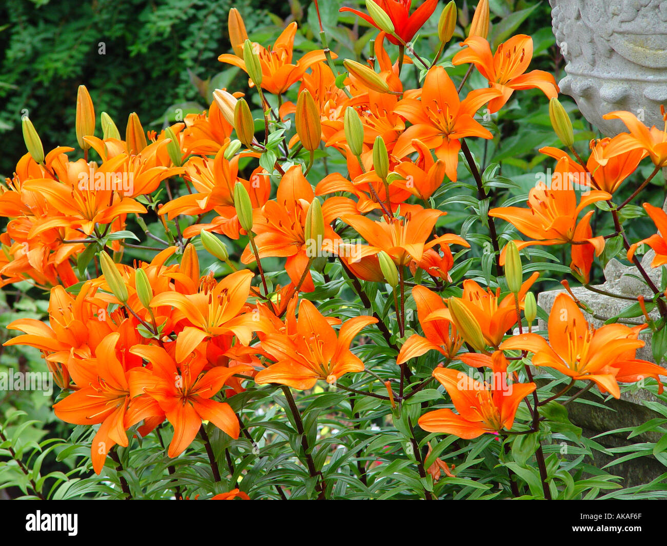 Lily Lilium Cluster of orange lilies Stock Photo - Alamy