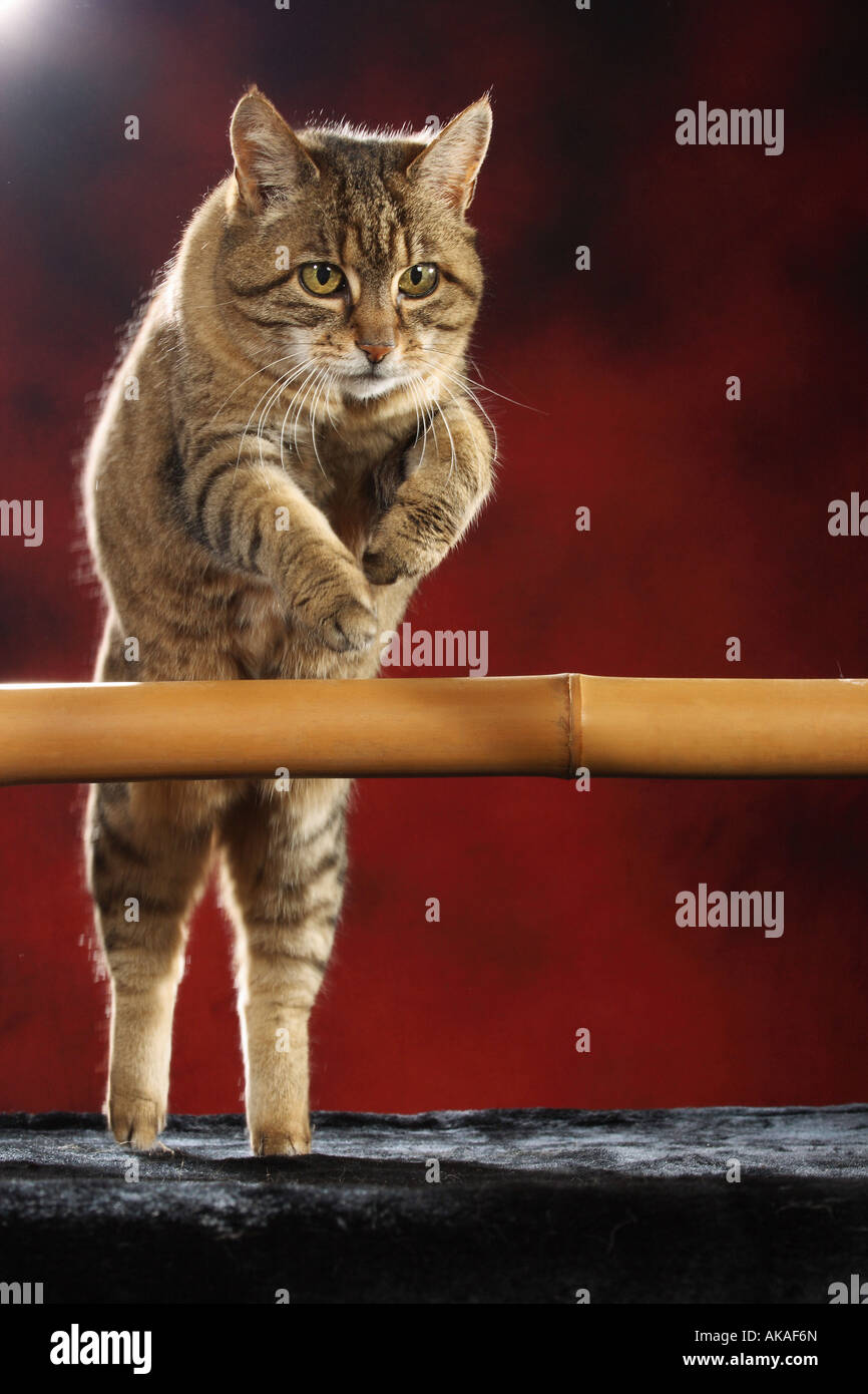 cat jumping over pole Stock Photo - Alamy