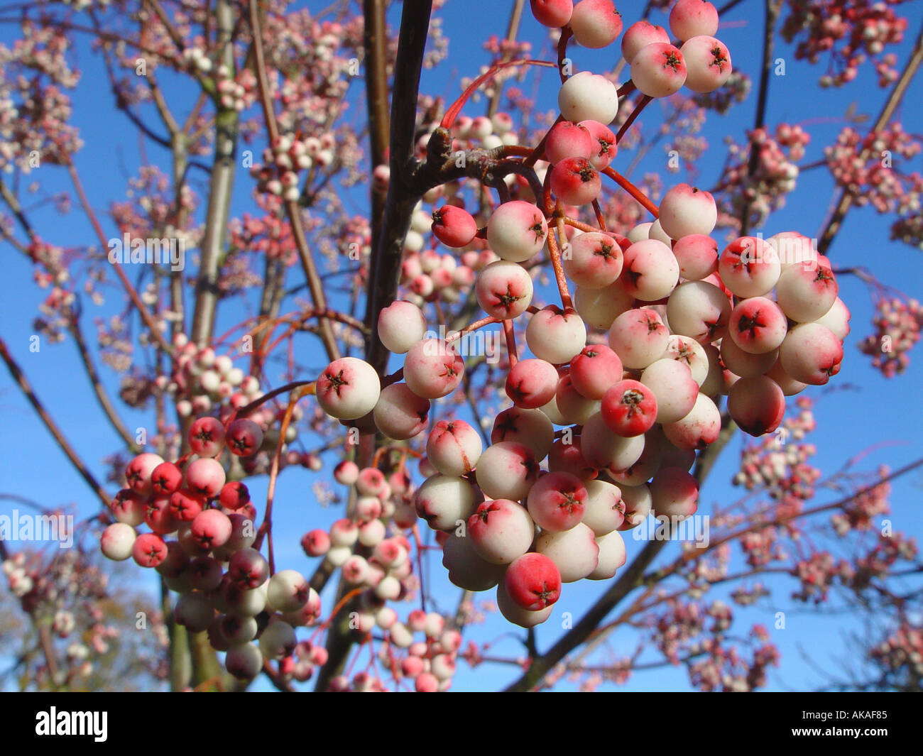 Sorbus heuphensis var obtusa blue sky Stock Photo - Alamy